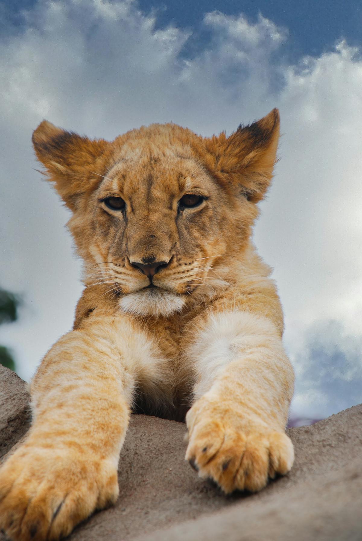 Lion Cub Photos, Download The BEST Free Lion Cub Stock Photos & HD Images