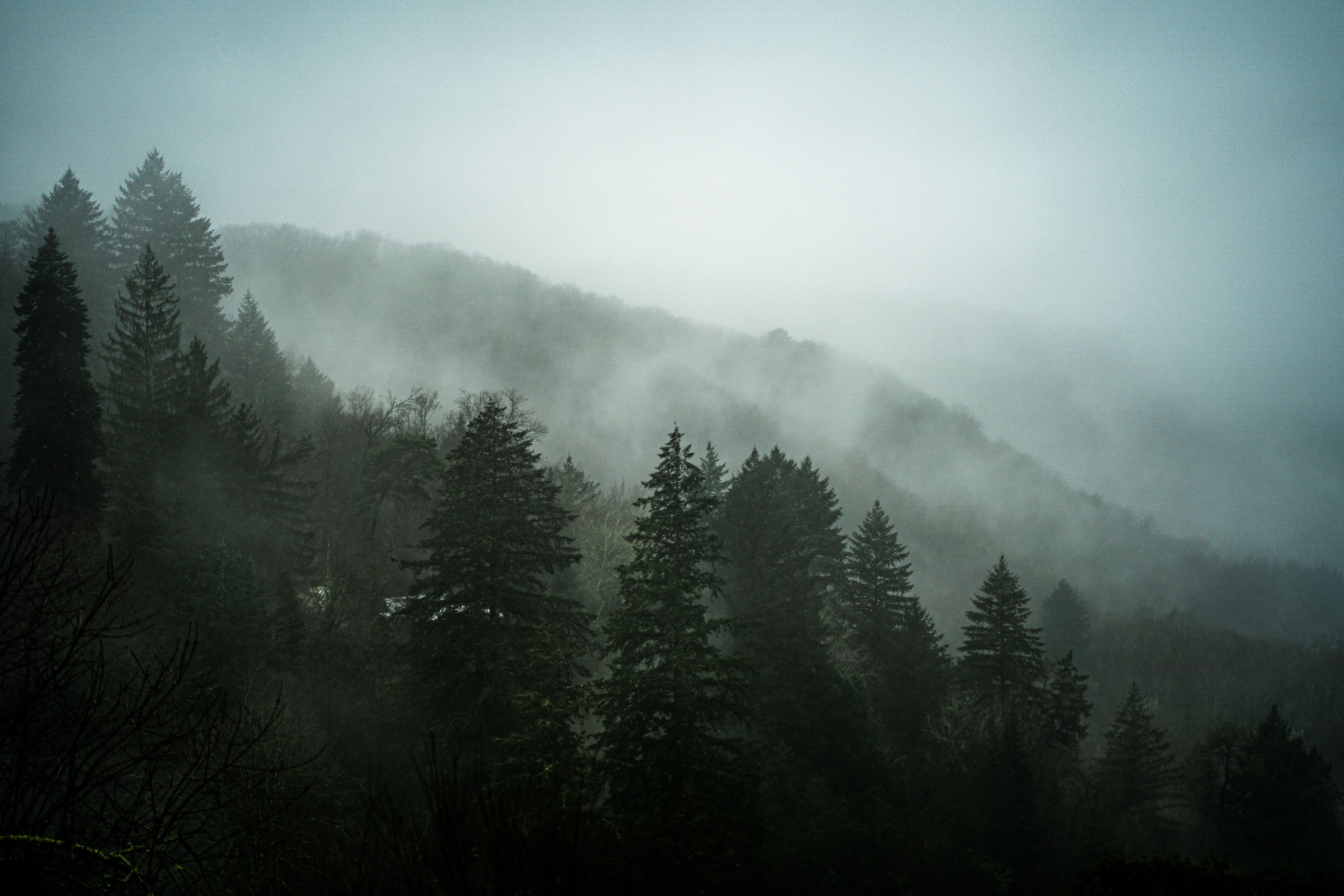 Forest and Mountains on Foggy Day · Free Stock Photo