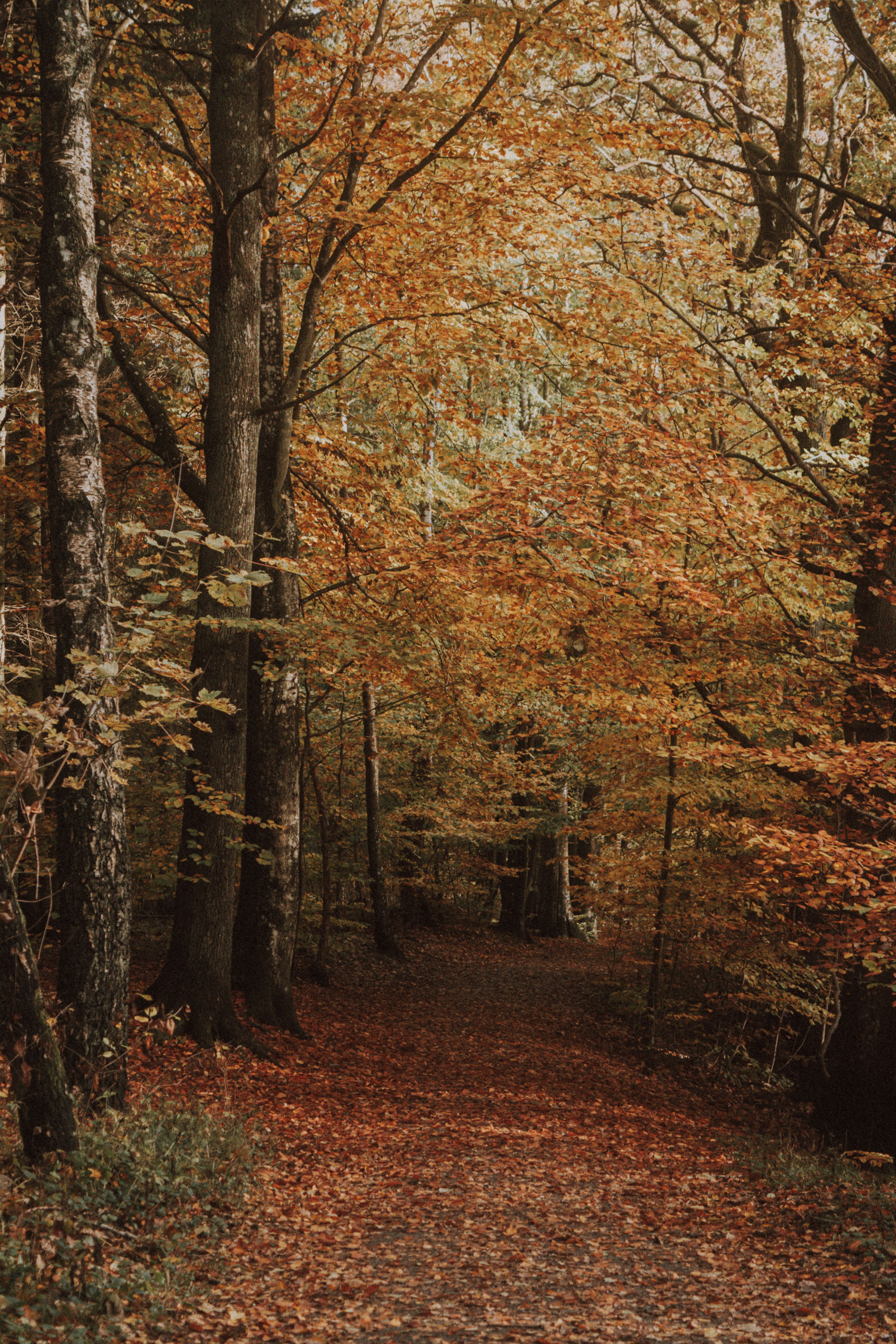 View of a Walkway in a Park between the Trees in Autumn · Free Stock Photo