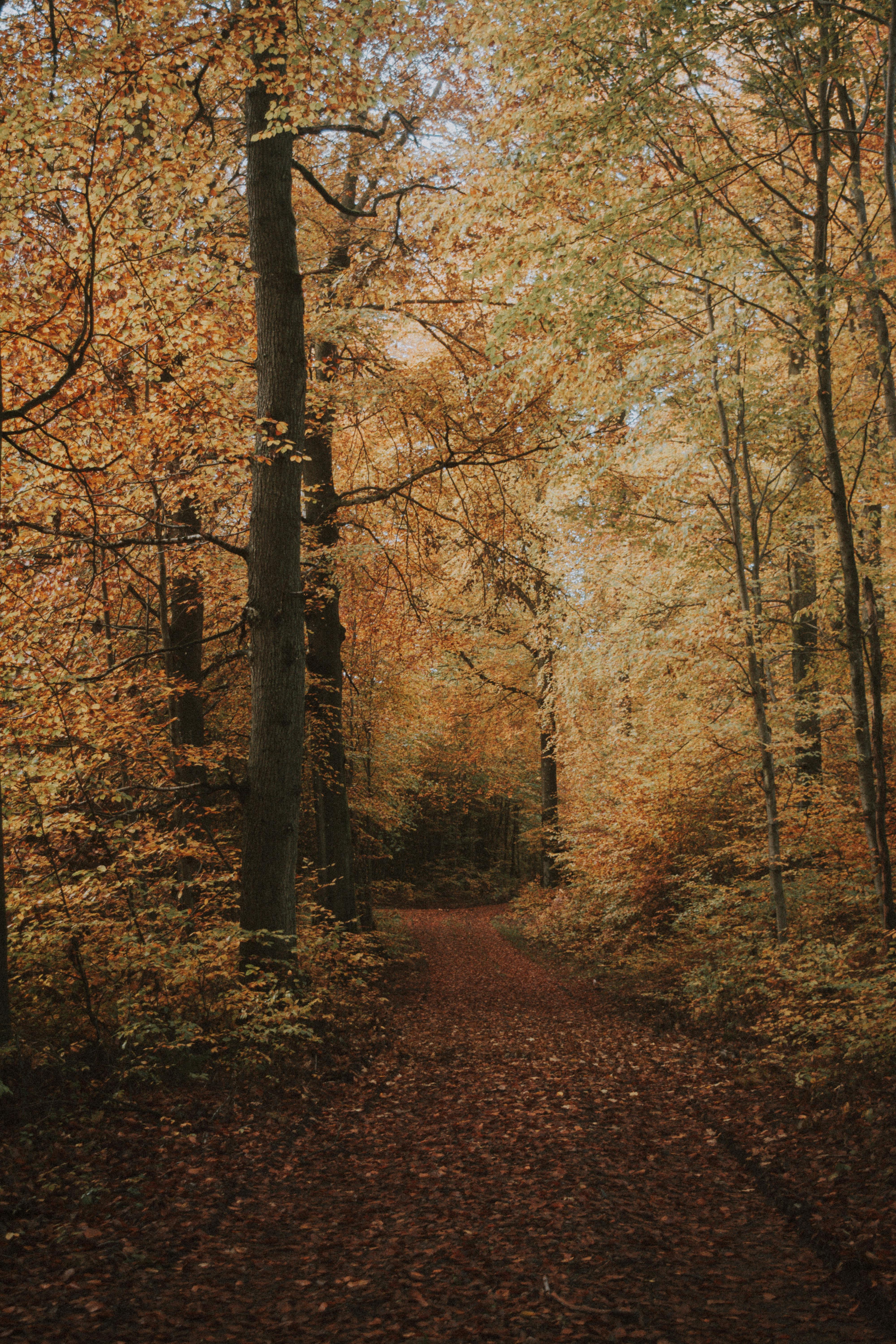 Footpath in a Forest in Fall · Free Stock Photo