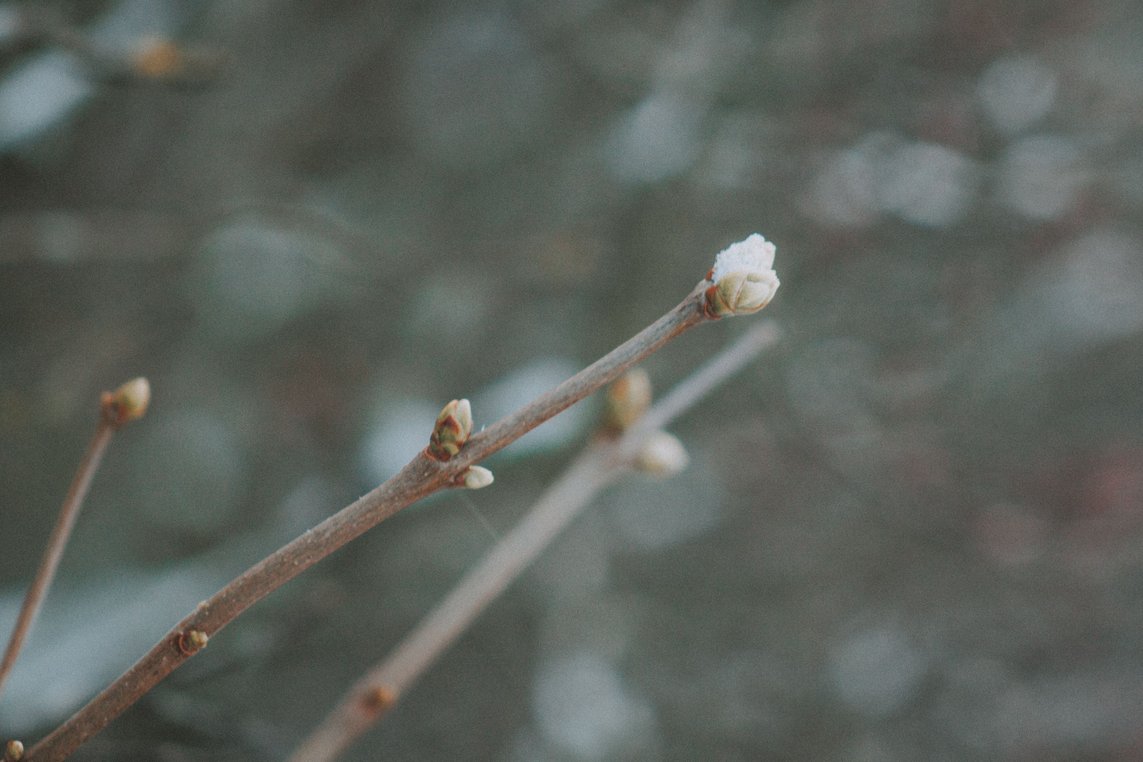 Photo gratuite de bourgeonnant, bourgeons, branches, centrale ...