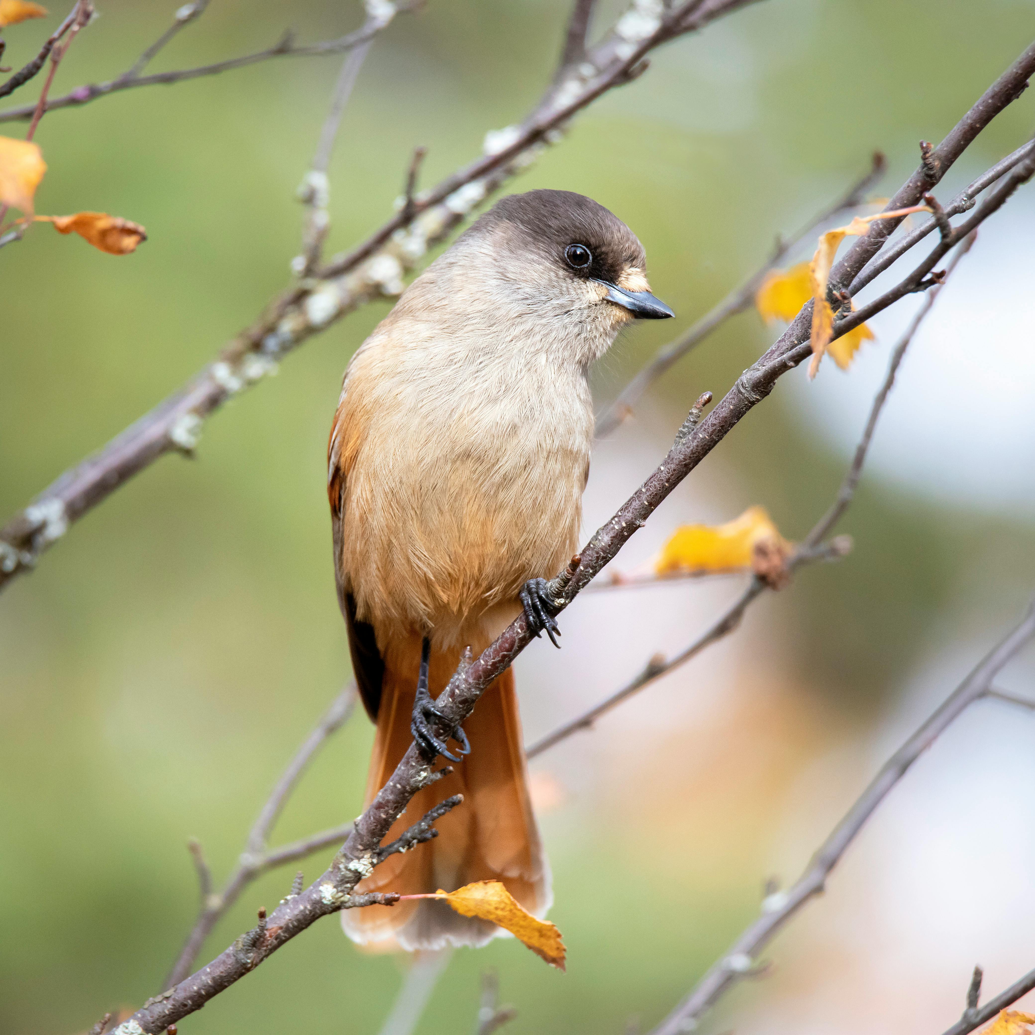 Kostenloses Foto zum Thema: ast, baum, blätter, bokeh, braun, dalarnas ...