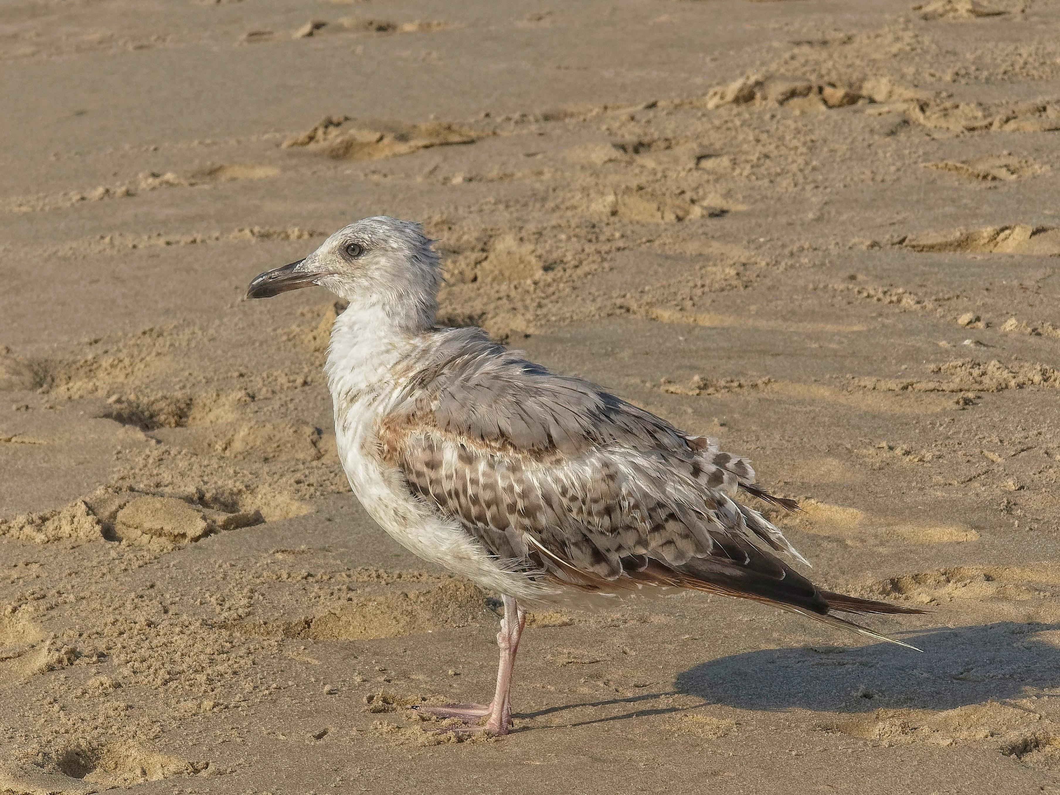 Foto de stock gratuita sobre al aire libre, animal, arena, arena de ...