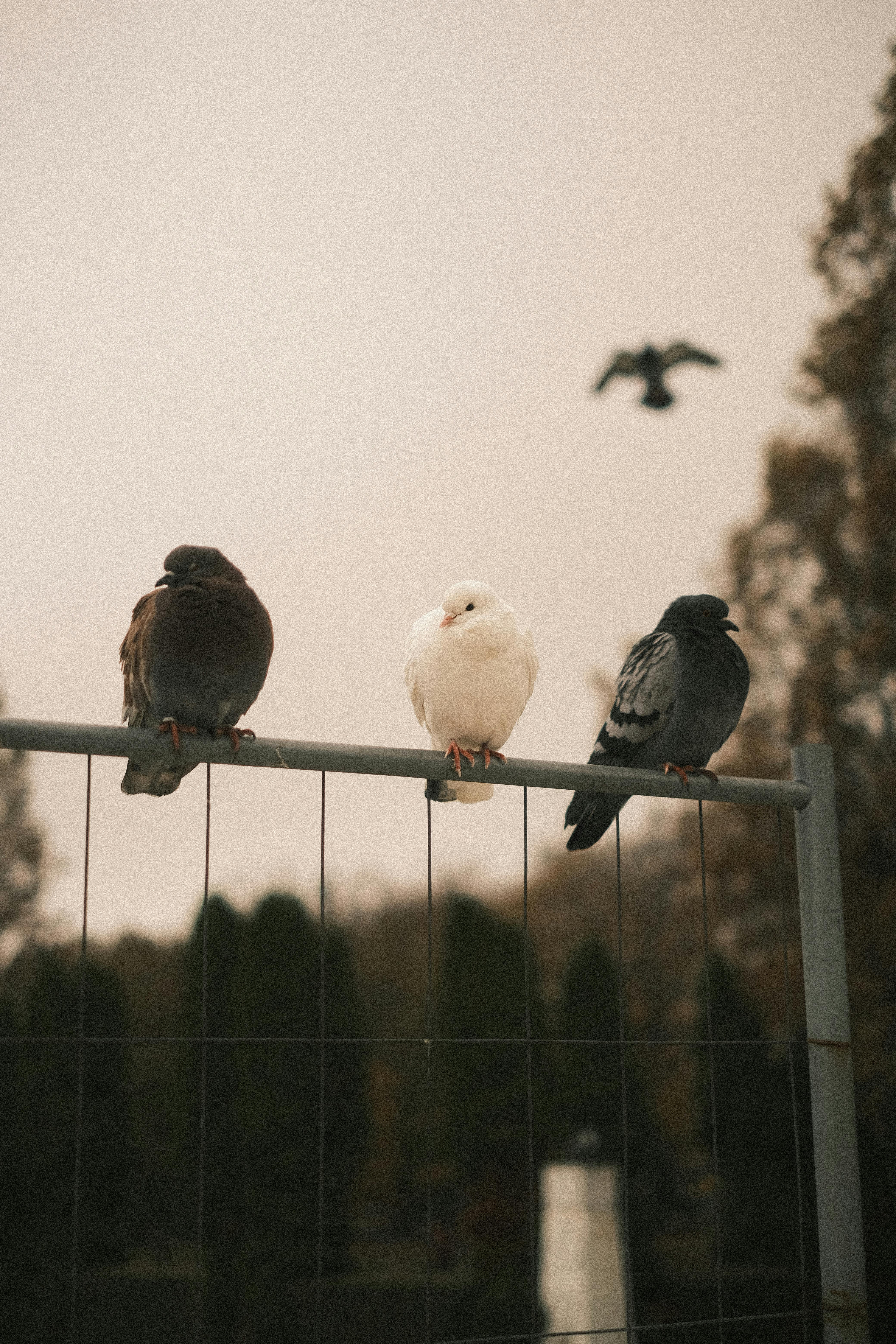 Pigeons Perching on the Fence · Free Stock Photo