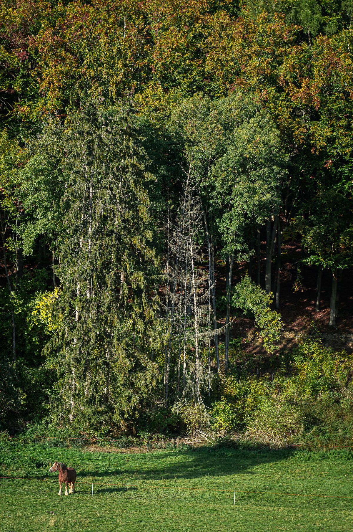 Forest Animal Photos, Download The BEST Free Forest Animal Stock Photos ...