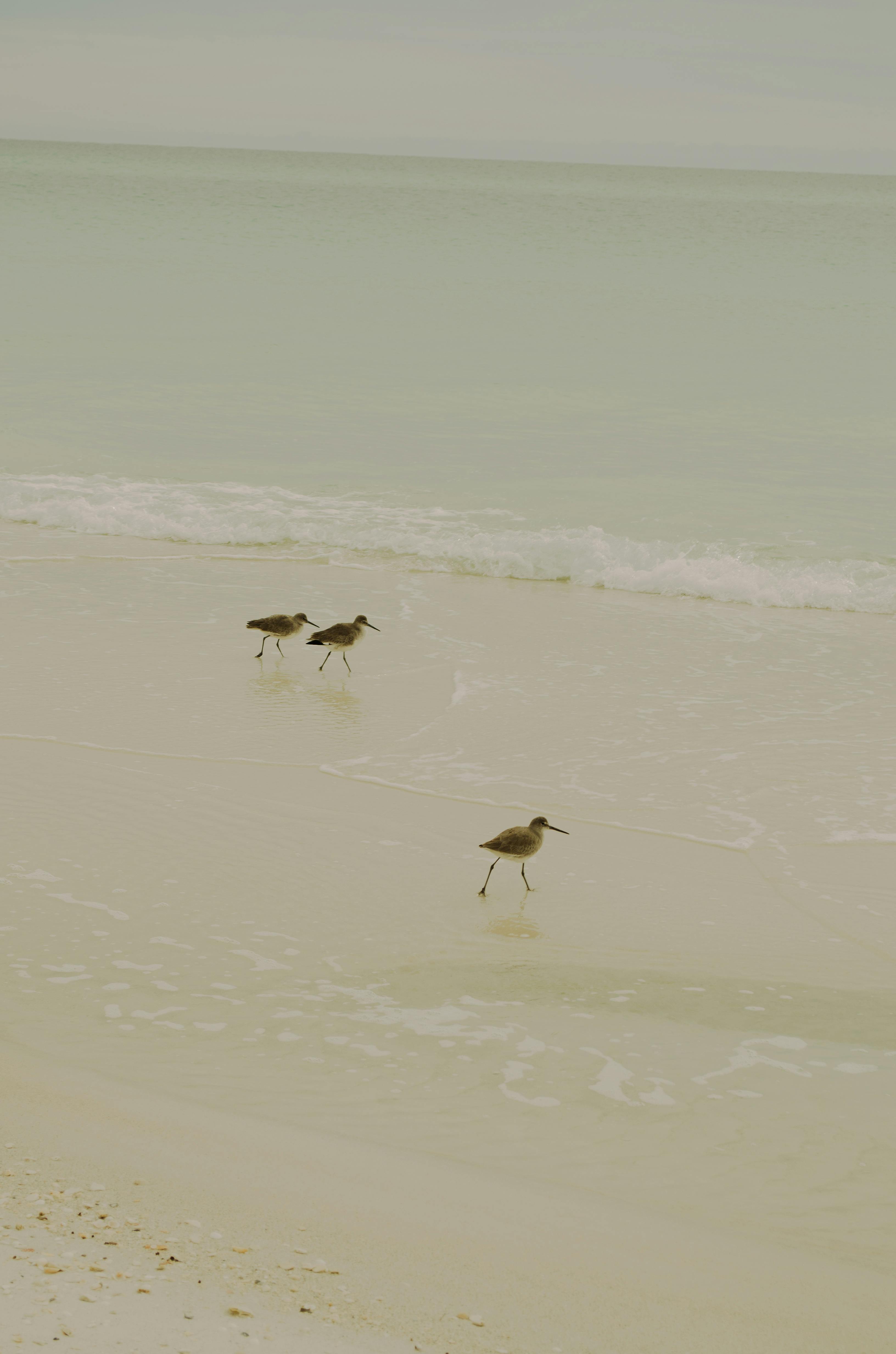 Birds on Sea Shore · Free Stock Photo