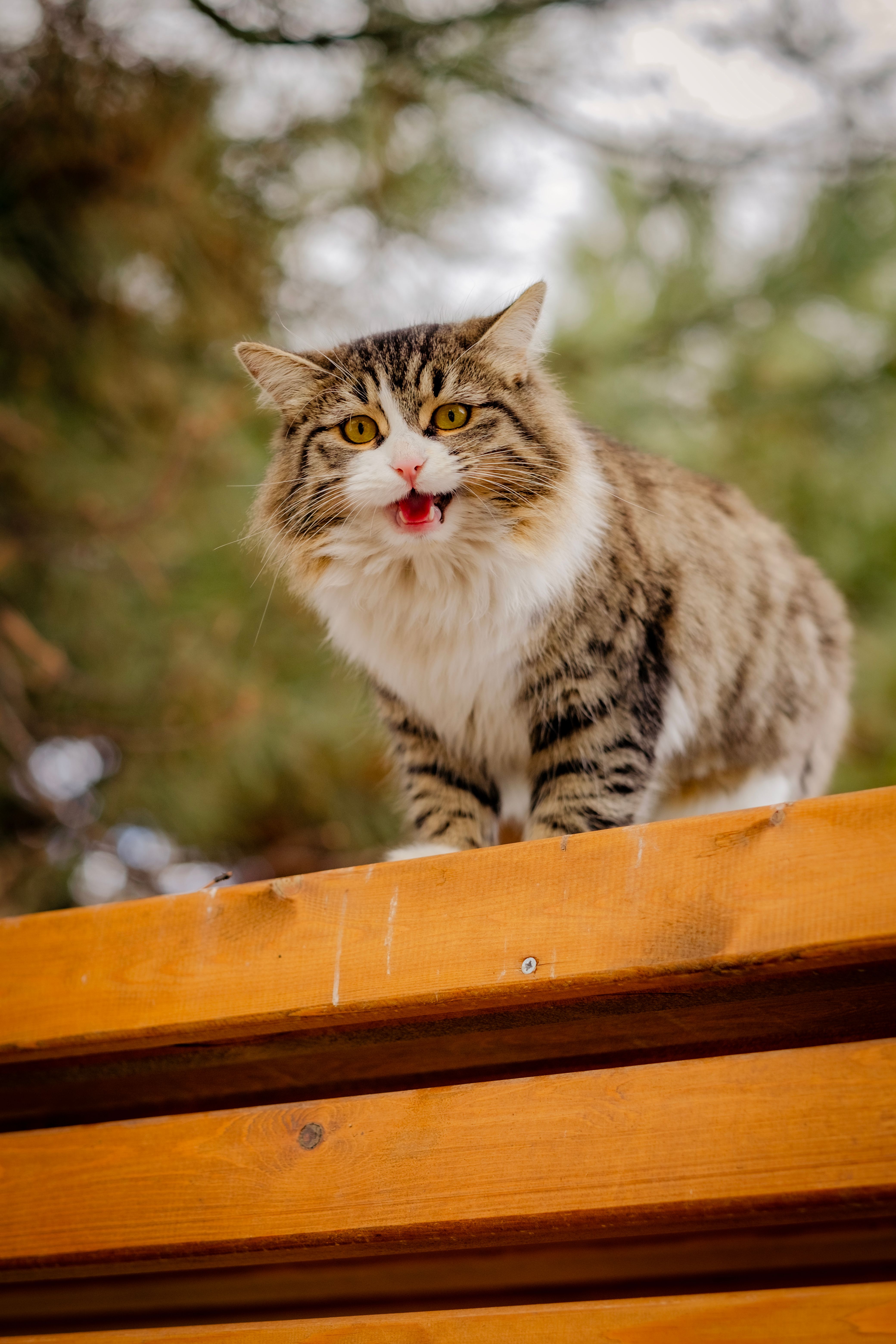 134+ Fotos y Imágenes de Meow 디자인 색상 녹색 Gratis · Banco de Fotos Gratis