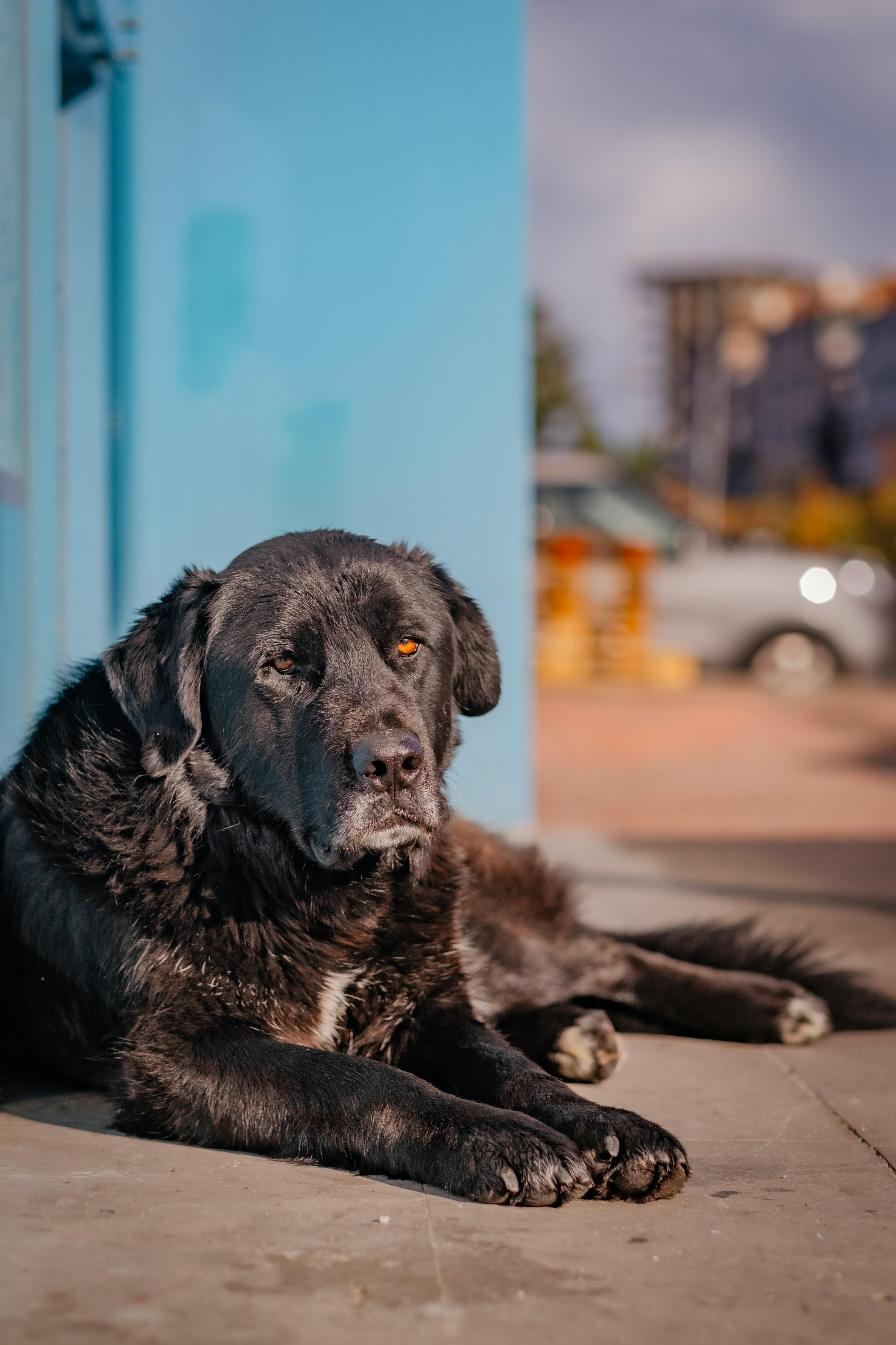 Dog Biting a Stick · Free Stock Photo