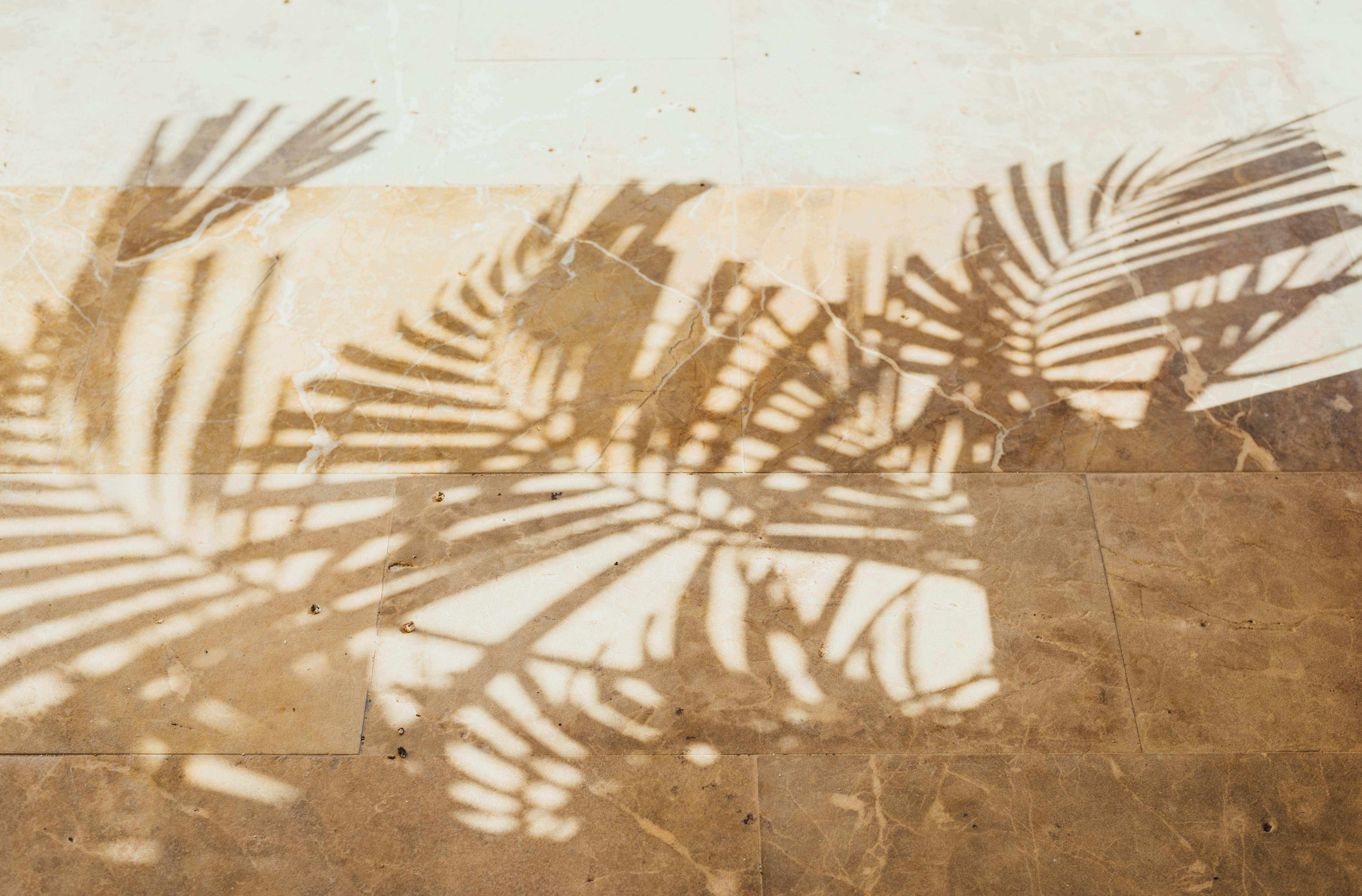 Tropical Leaves Shadow on Wall · Free Stock Photo