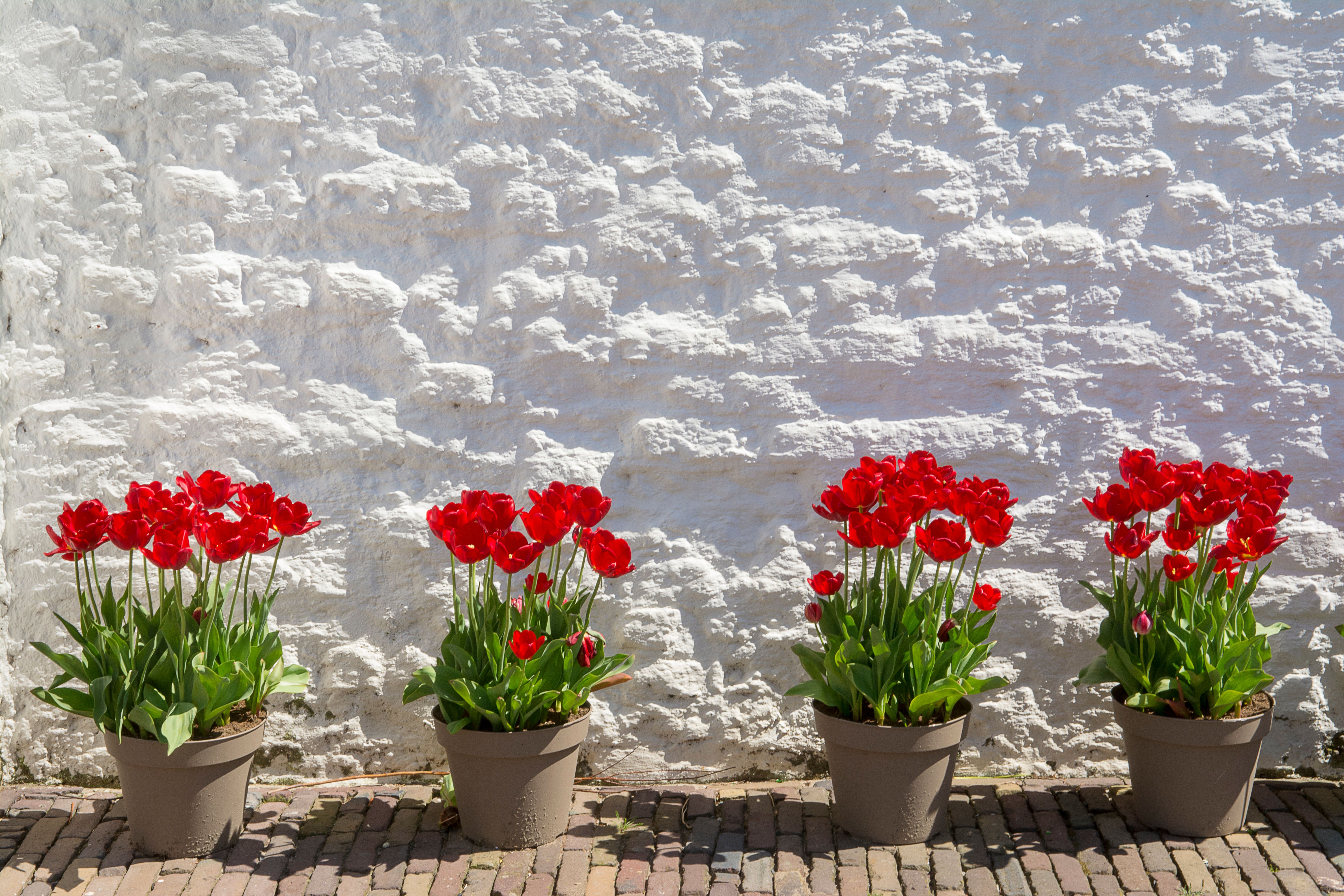 Red Flowers in Pots in a Garden · Free Stock Photo