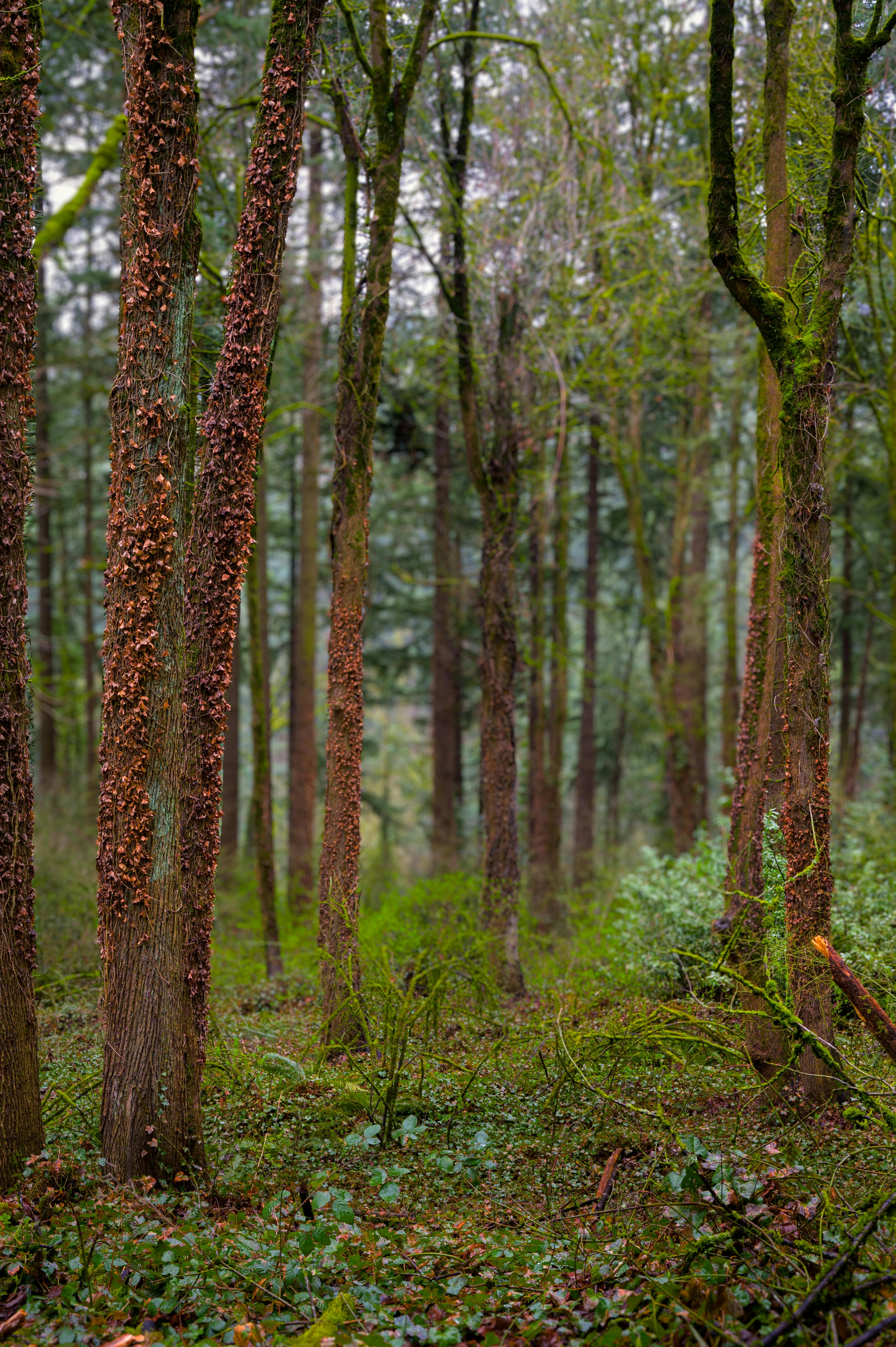Wood Leaves Photos, Download The BEST Free Wood Leaves Stock Photos ...