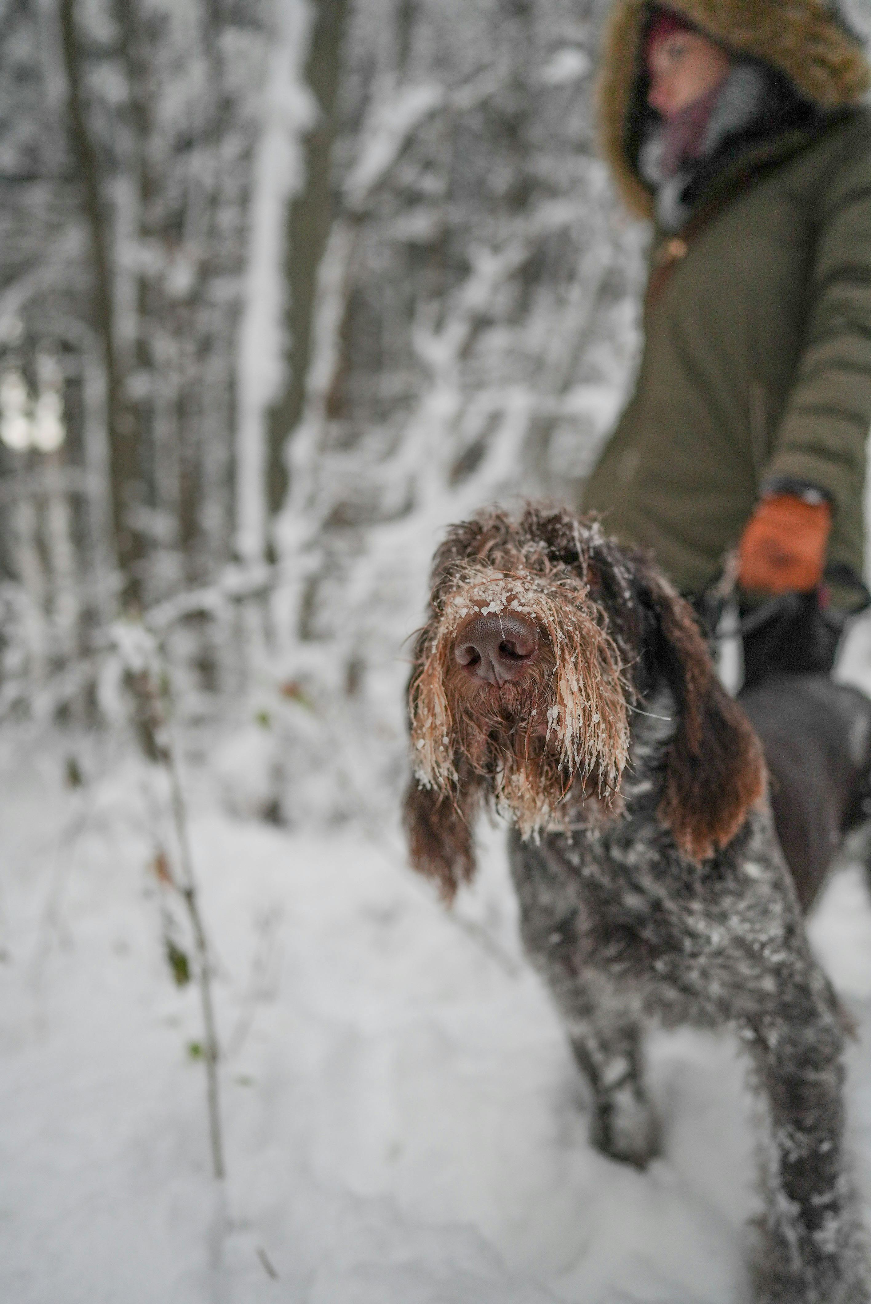 Branching Path Diagram Photos, Download The BEST Free Branching Path ...