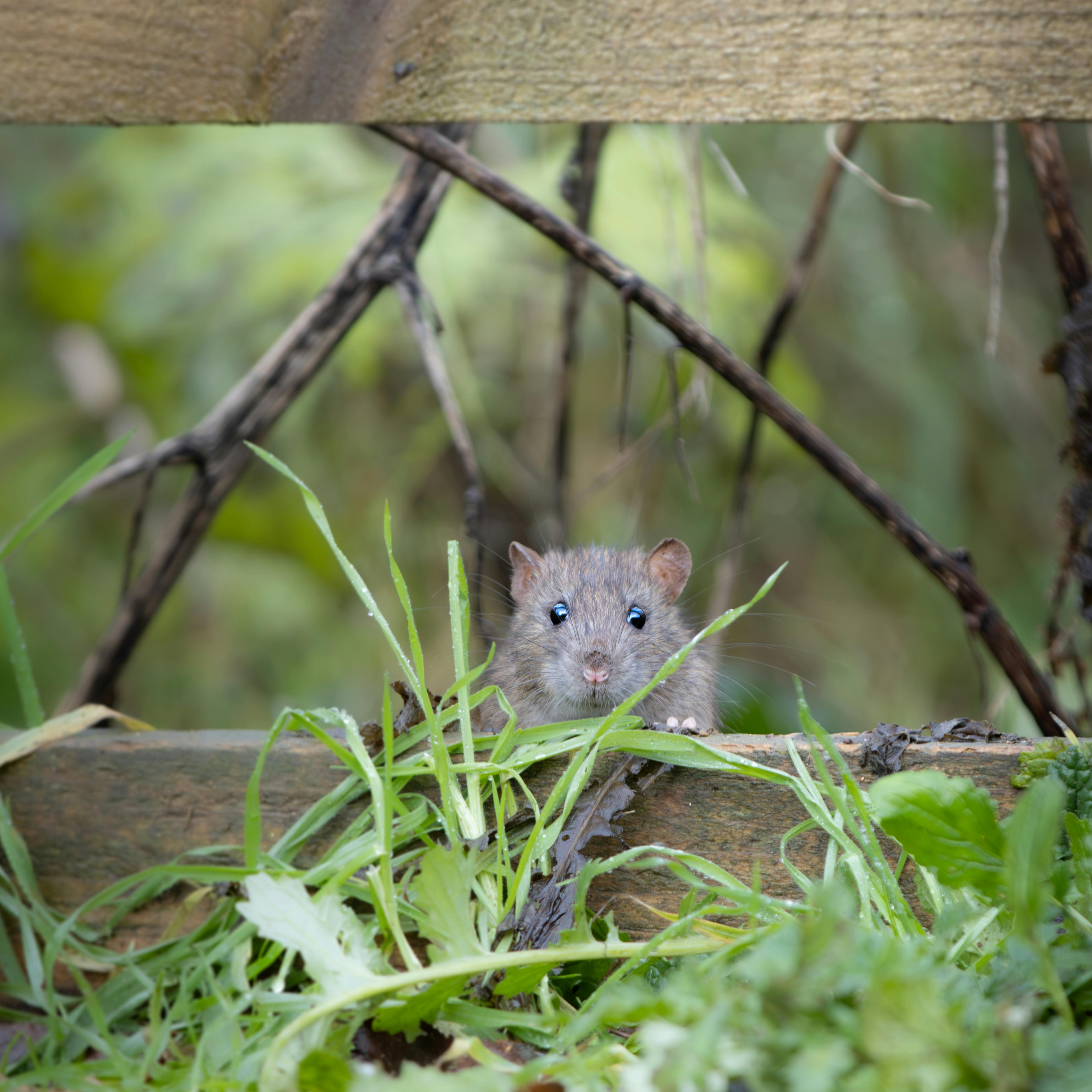 Mice Eyes Anatomy Photos, Download The BEST Free Mice Eyes Anatomy ...