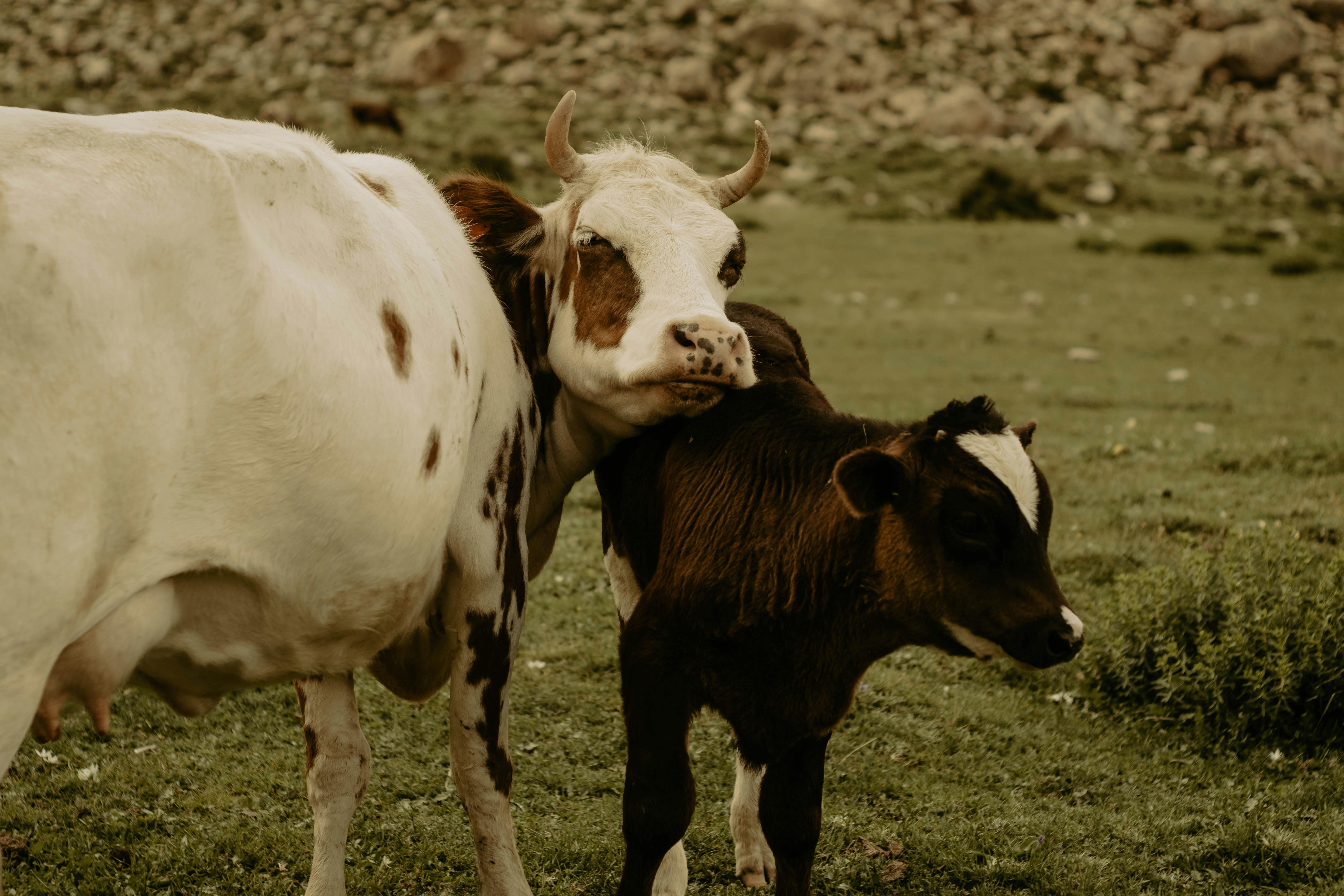 20 000+ najlepszych zdjęć z kategorii: Obraz Krowy · Do pobrania ...