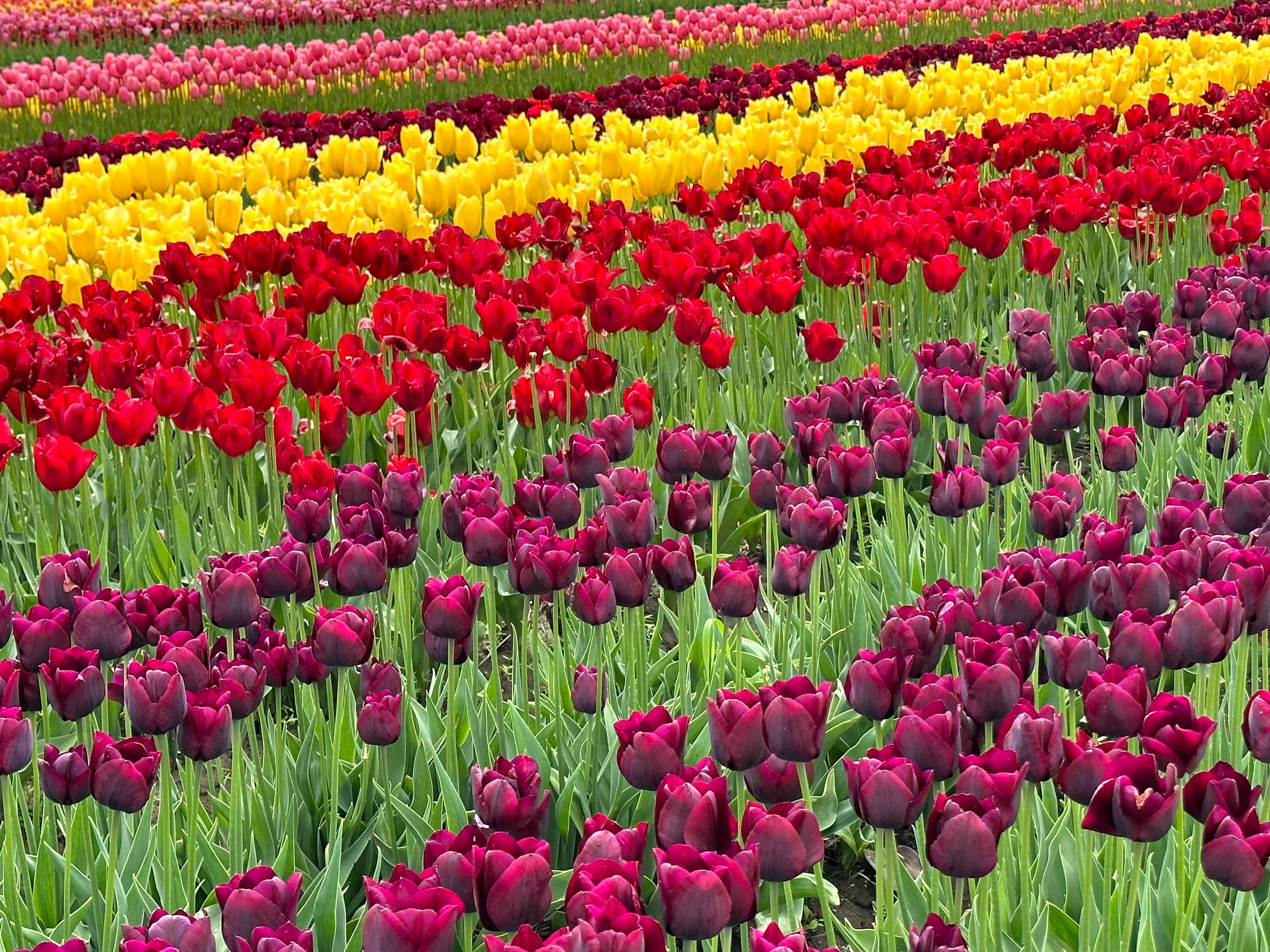 Field of Colorful Tulips · Free Stock Photo