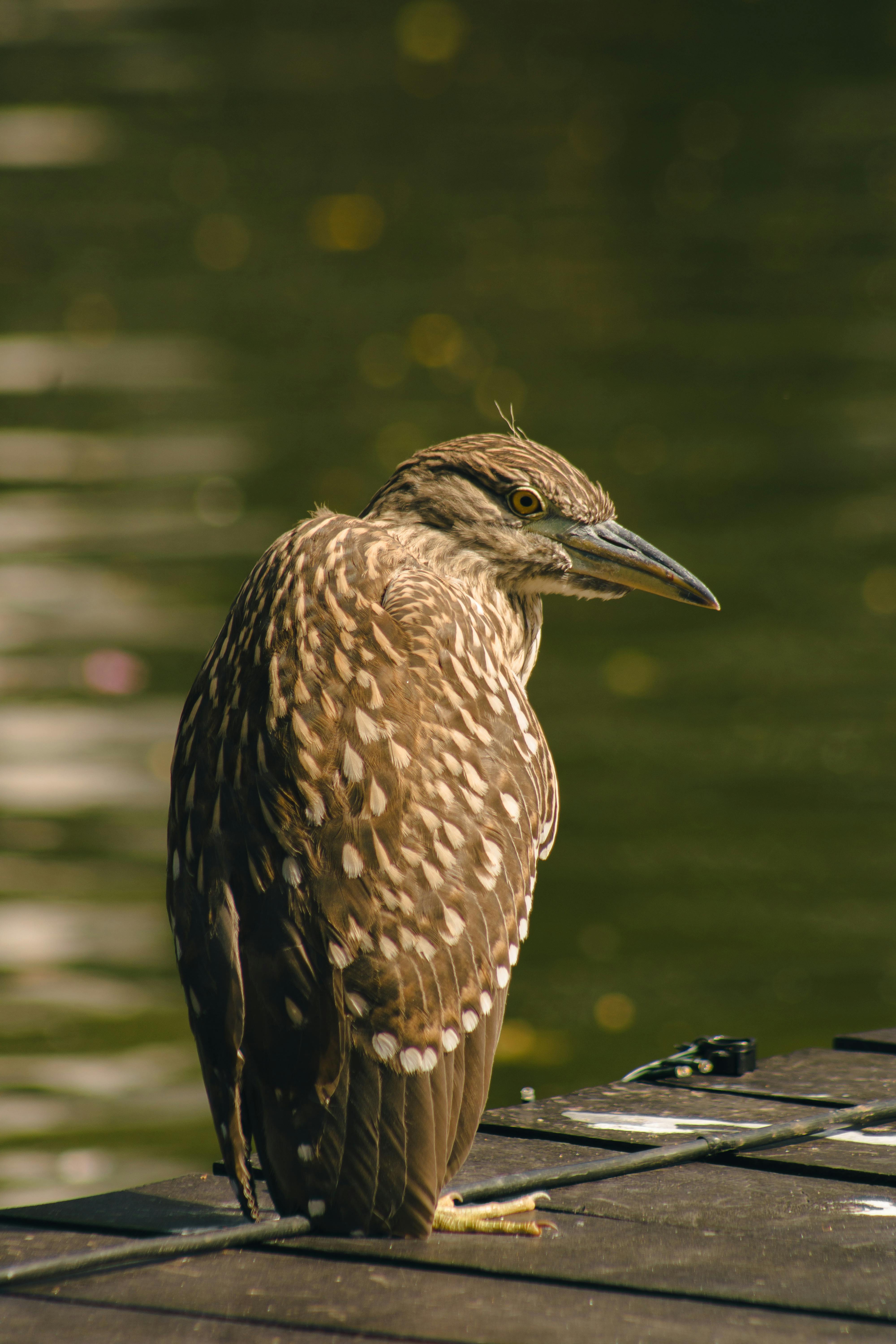 Brown Heron by the Lake · Free Stock Photo
