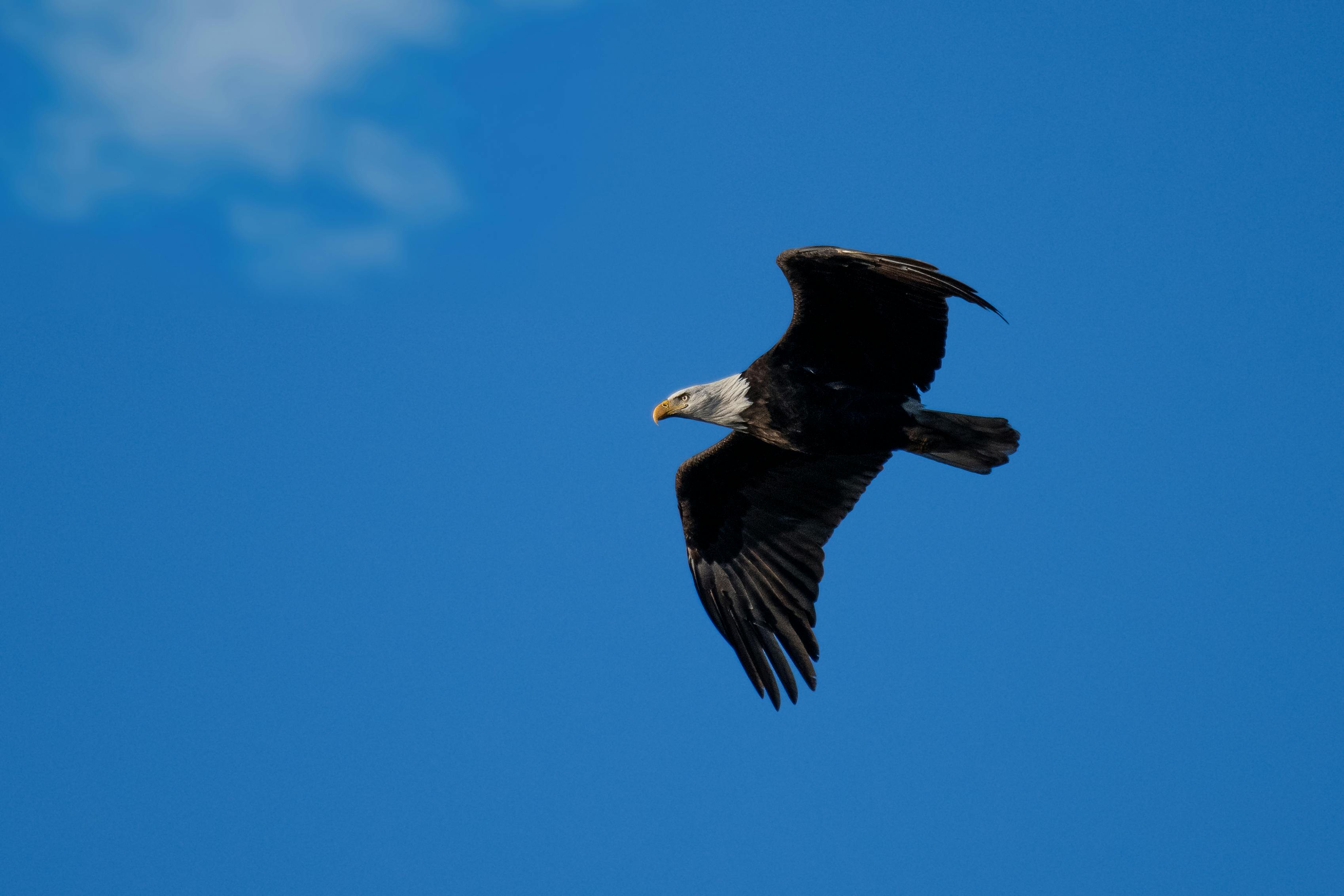 Close-up of a Bald Eagle Flying against a Blue Sky · Free Stock Photo