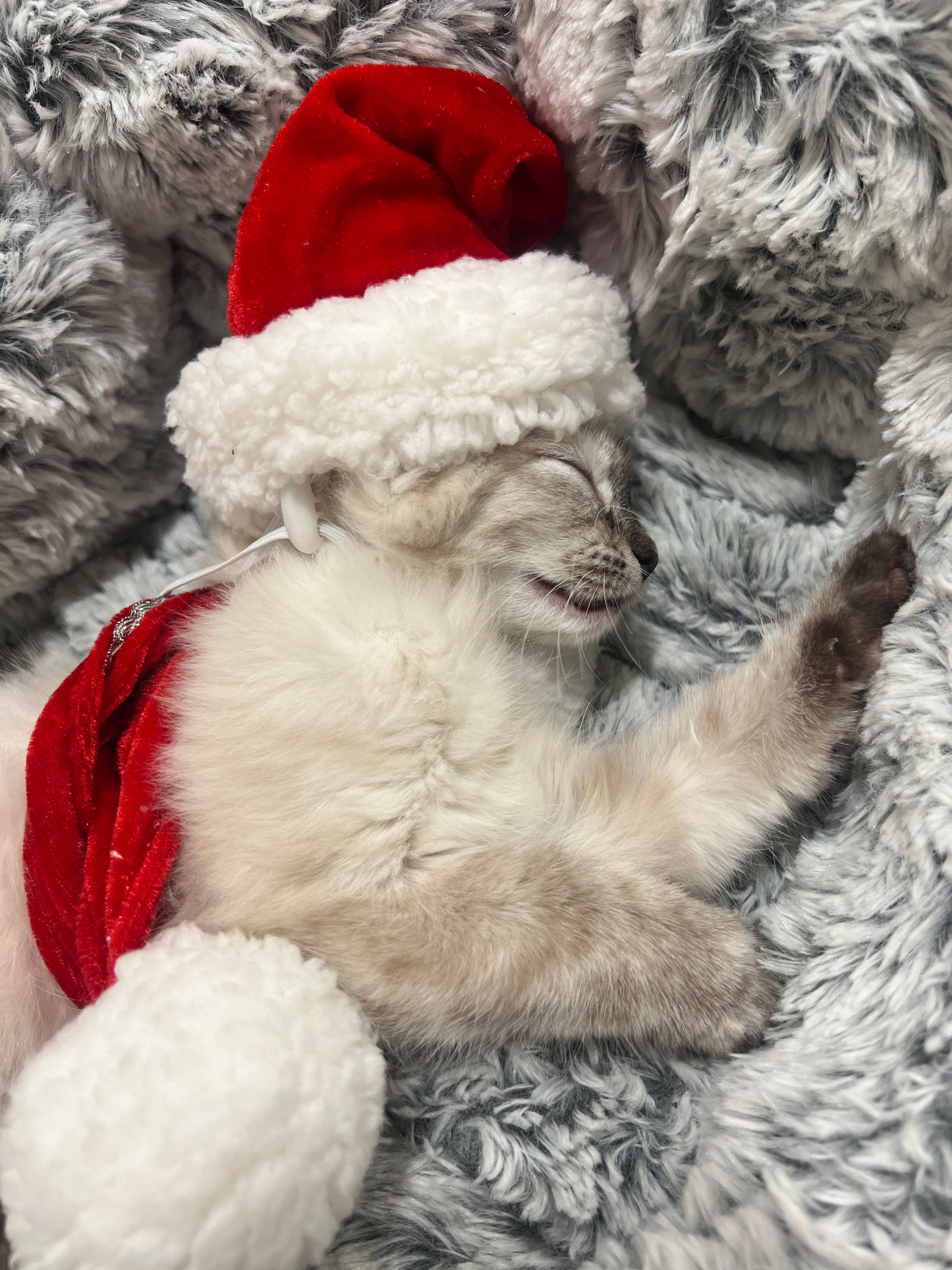 Cat Sleeping in Santa Hat · Free Stock Photo