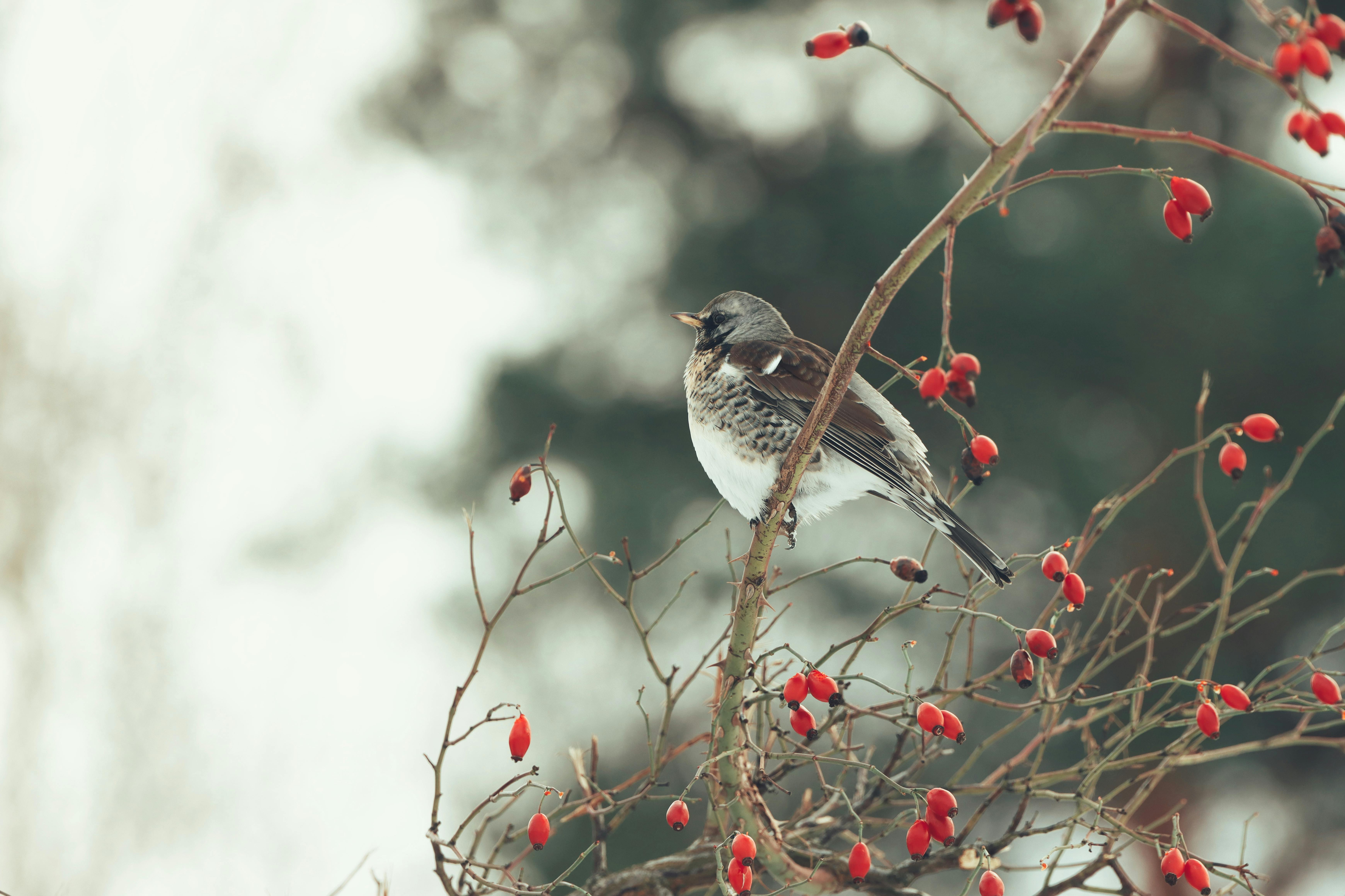 Photo gratuite de arbre, aubépine, aviaire, baies rouges, branche ...