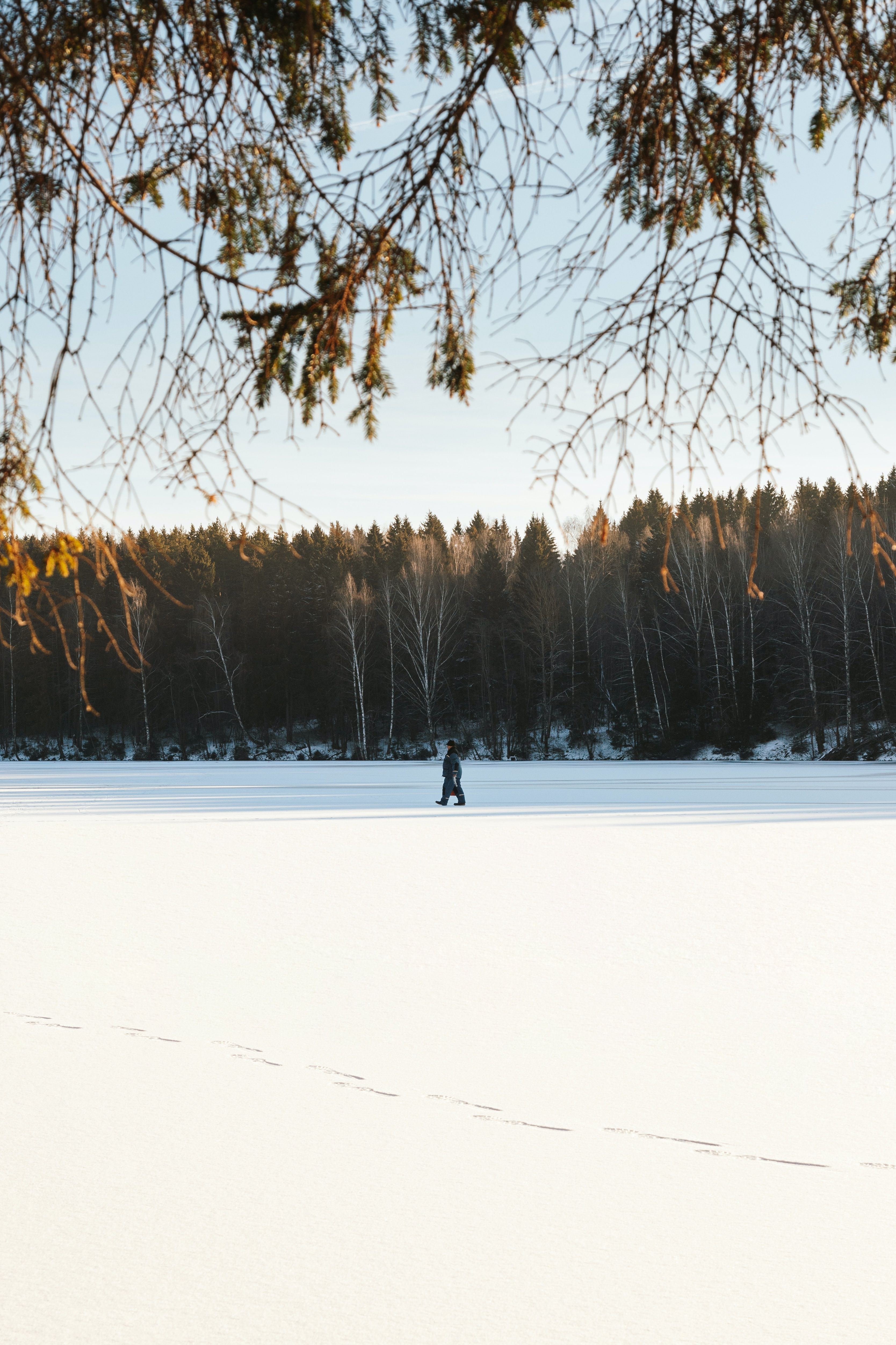 Person Walking Frozen Lake against Tree · Free Stock Photo