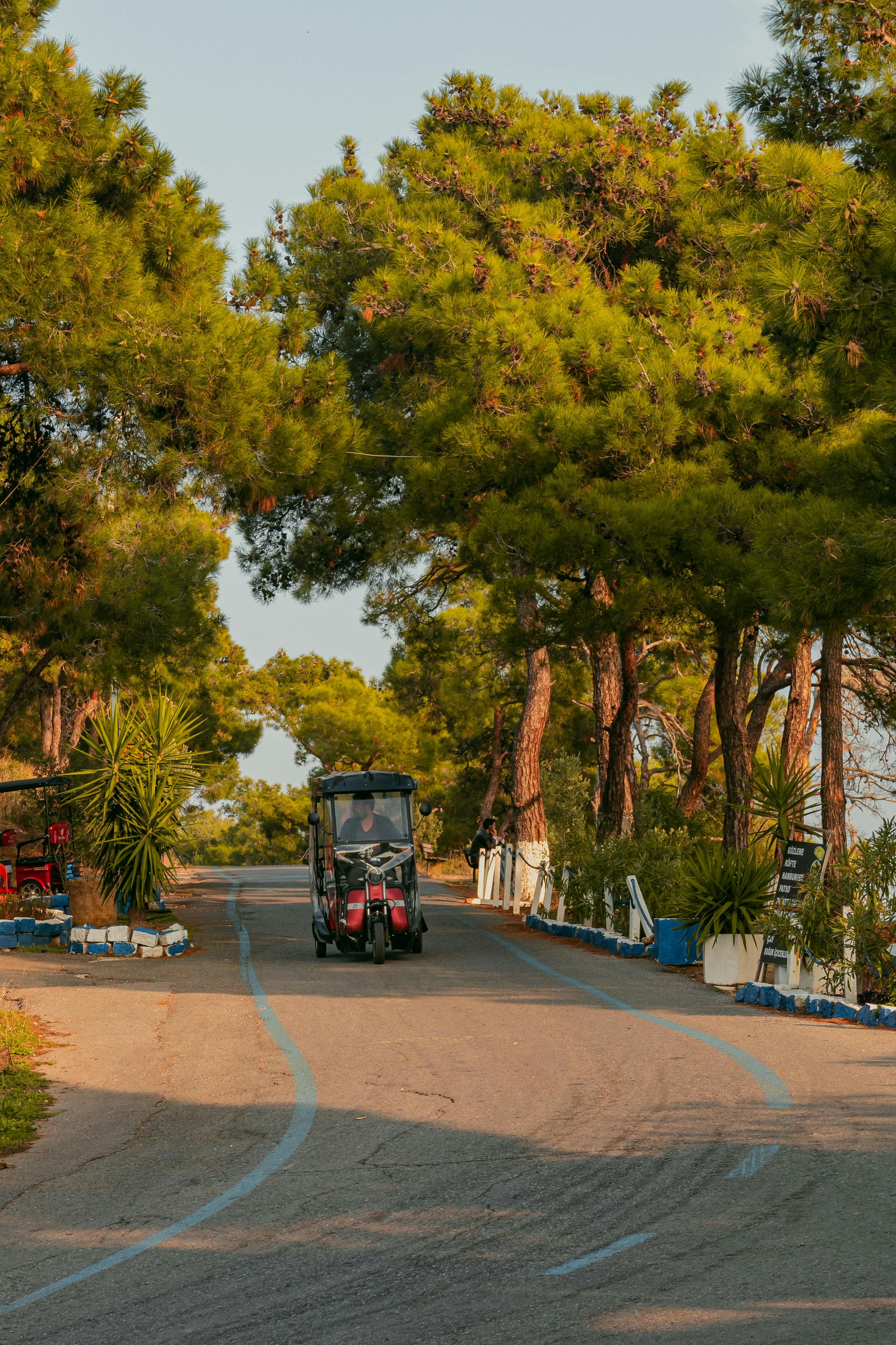 Car Between Trees · Free Stock Photo