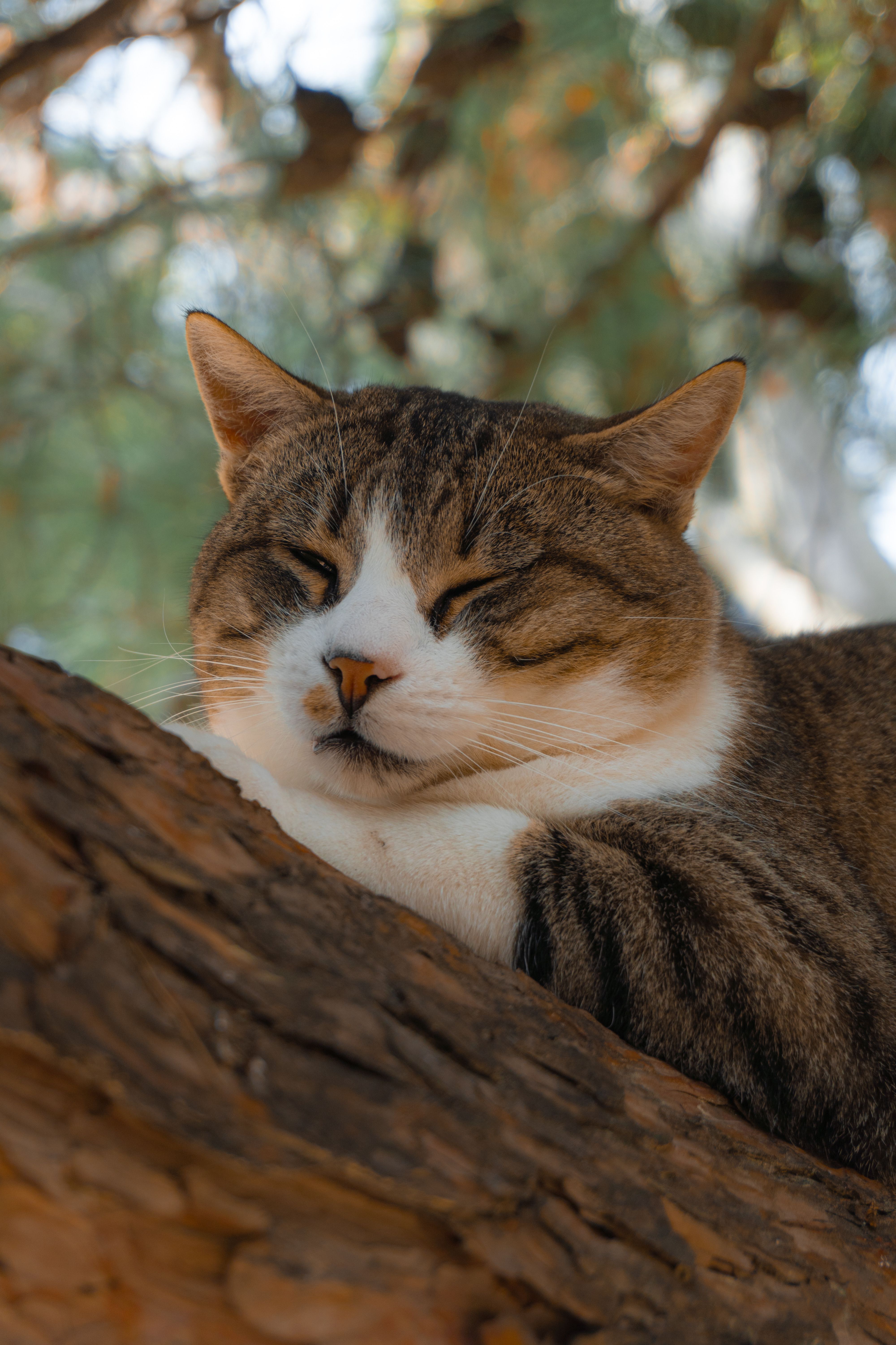 Cat Sleeping on a Tree Branch · Free Stock Photo