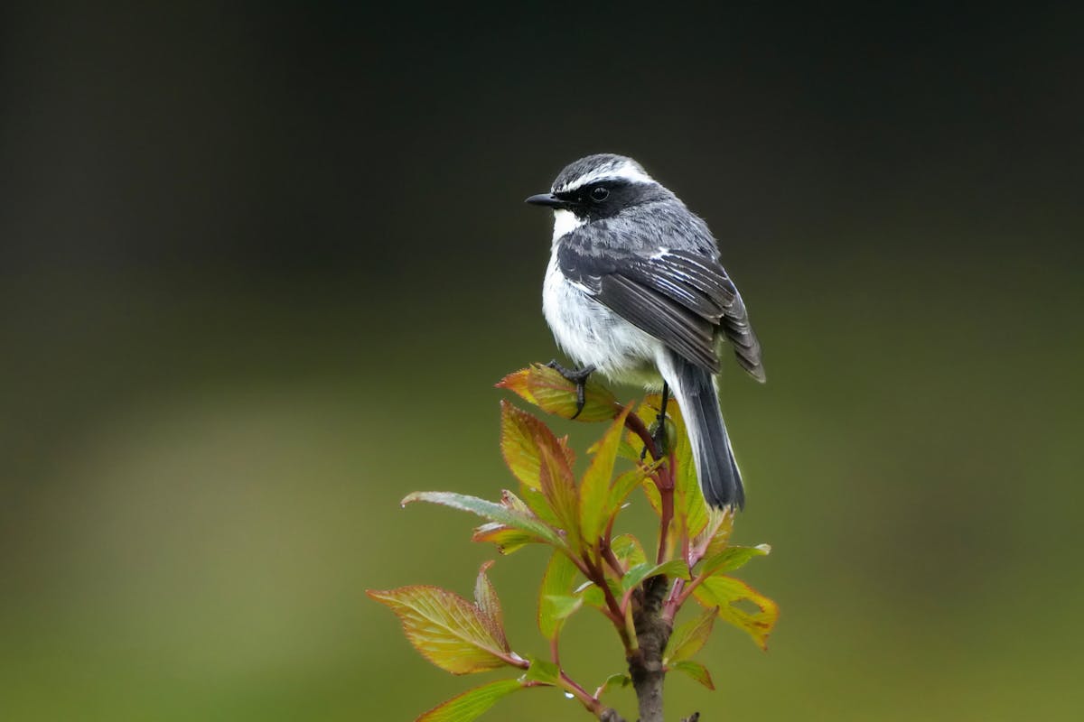 Twig Photos, Download The BEST Free Twig Stock Photos & HD Images