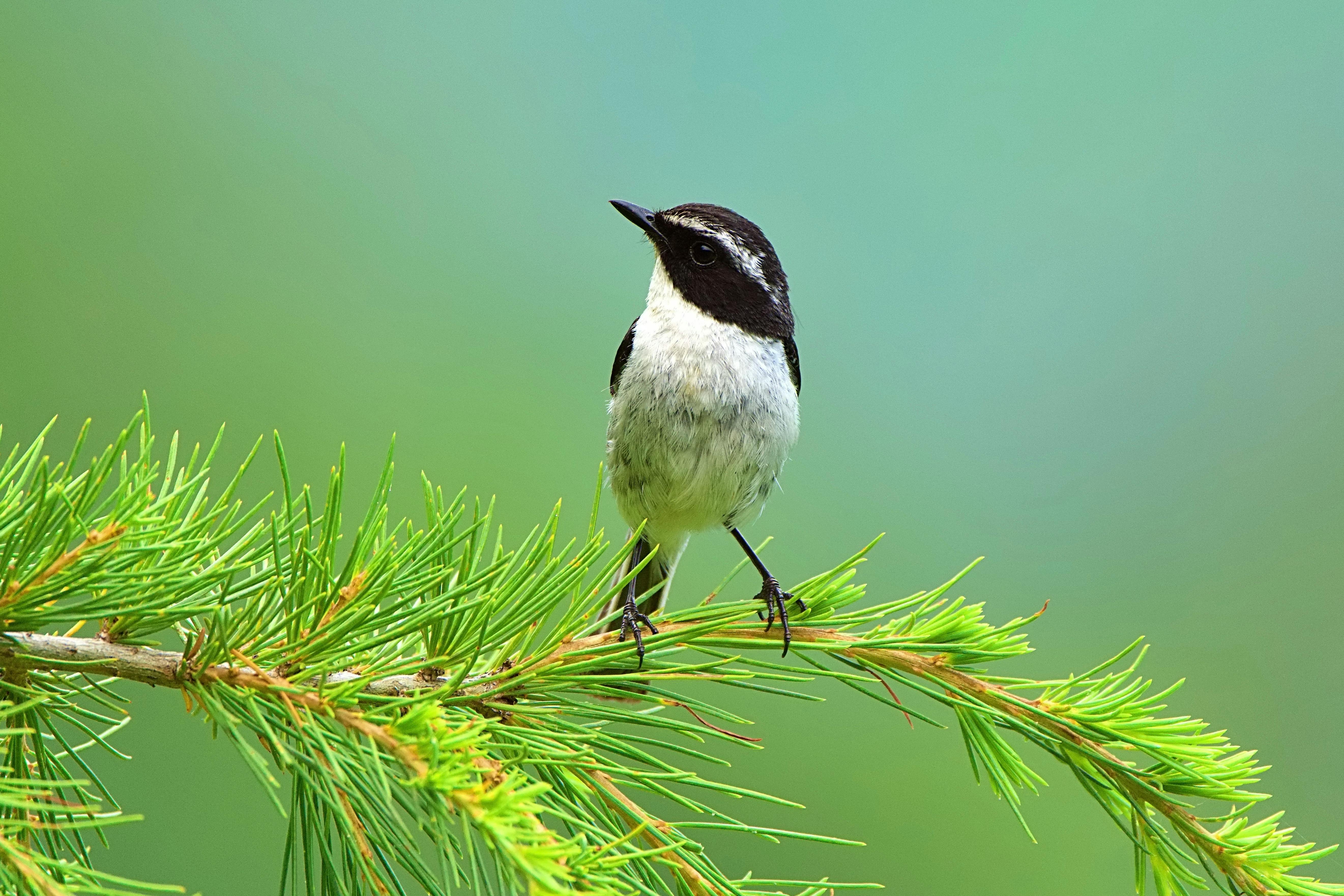 White-Bellied Bush Chat on Conifer · Free Stock Photo