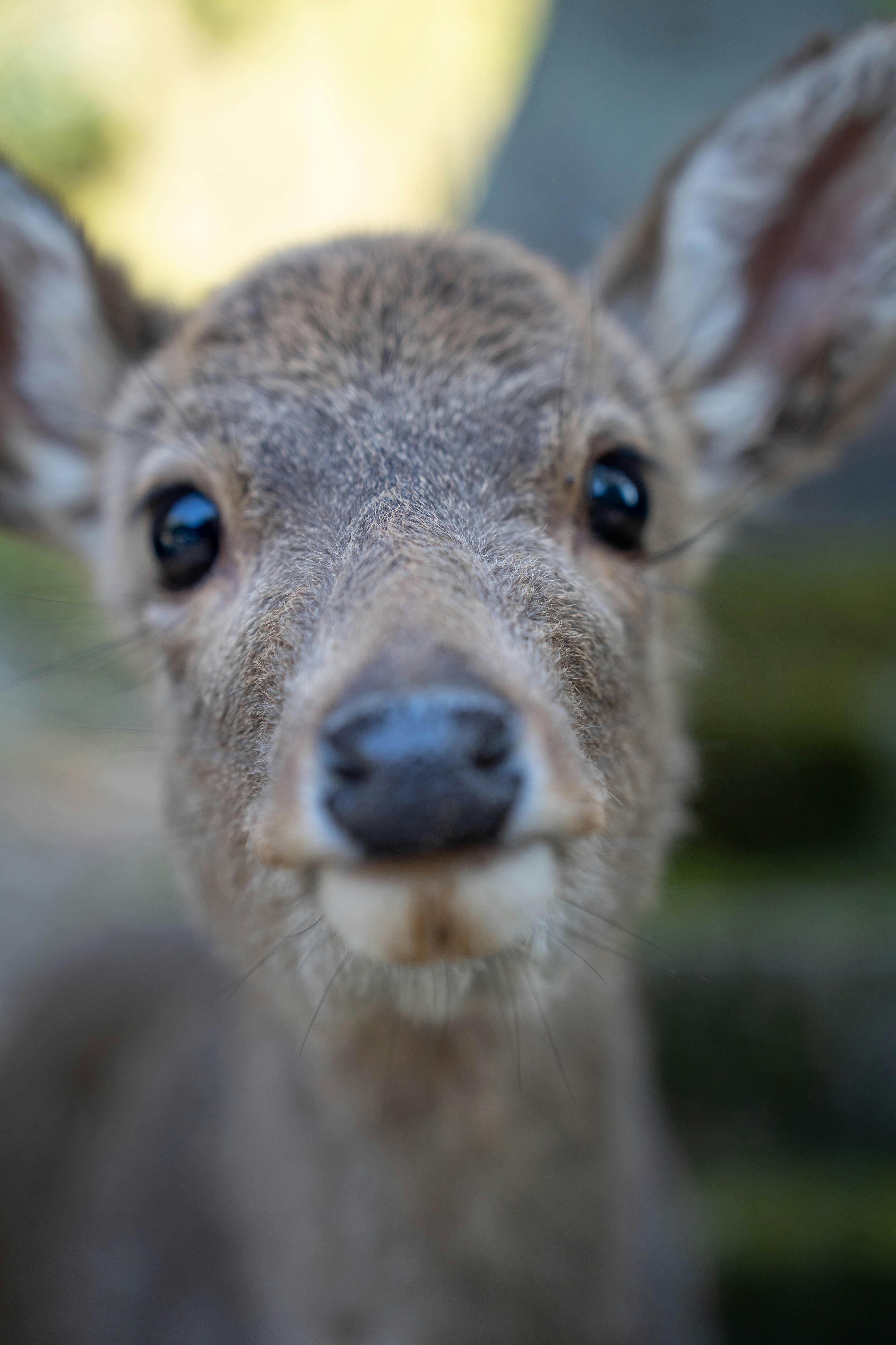 Ha Fawn Photos, Download The BEST Free Ha Fawn Stock Photos & HD Images