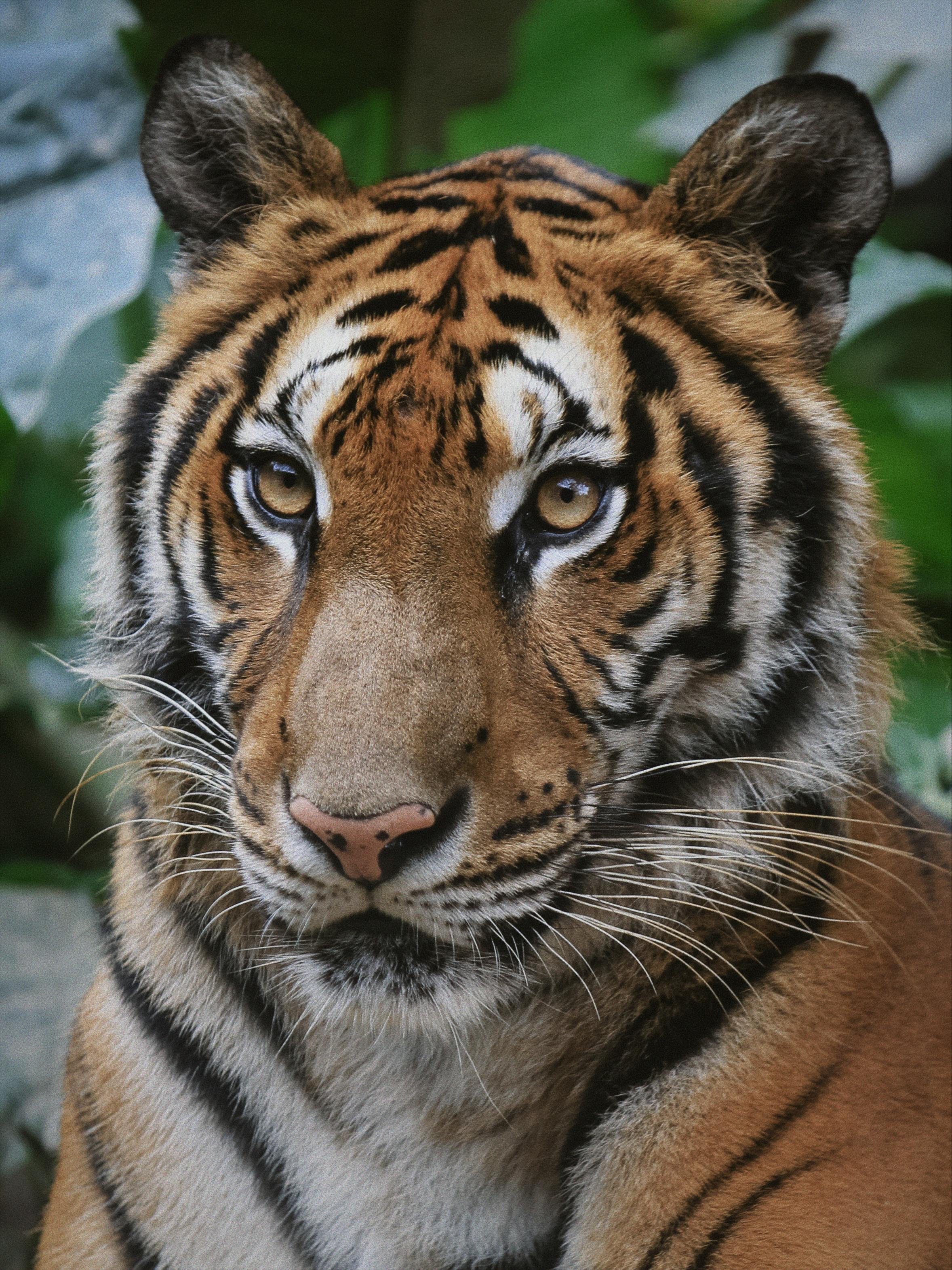 Bengal Tiger · Free Stock Photo