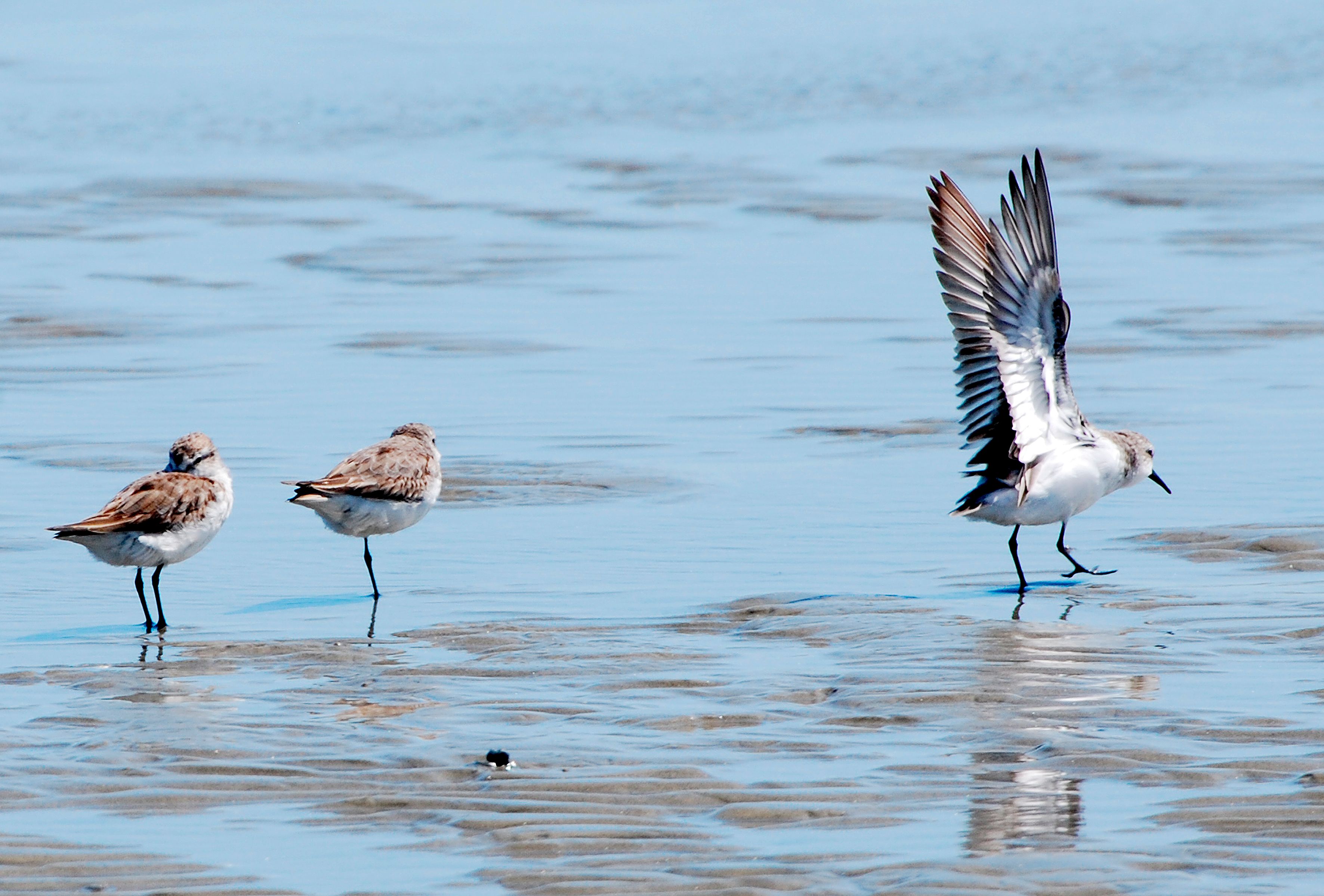 happy birds · Free Stock Photo