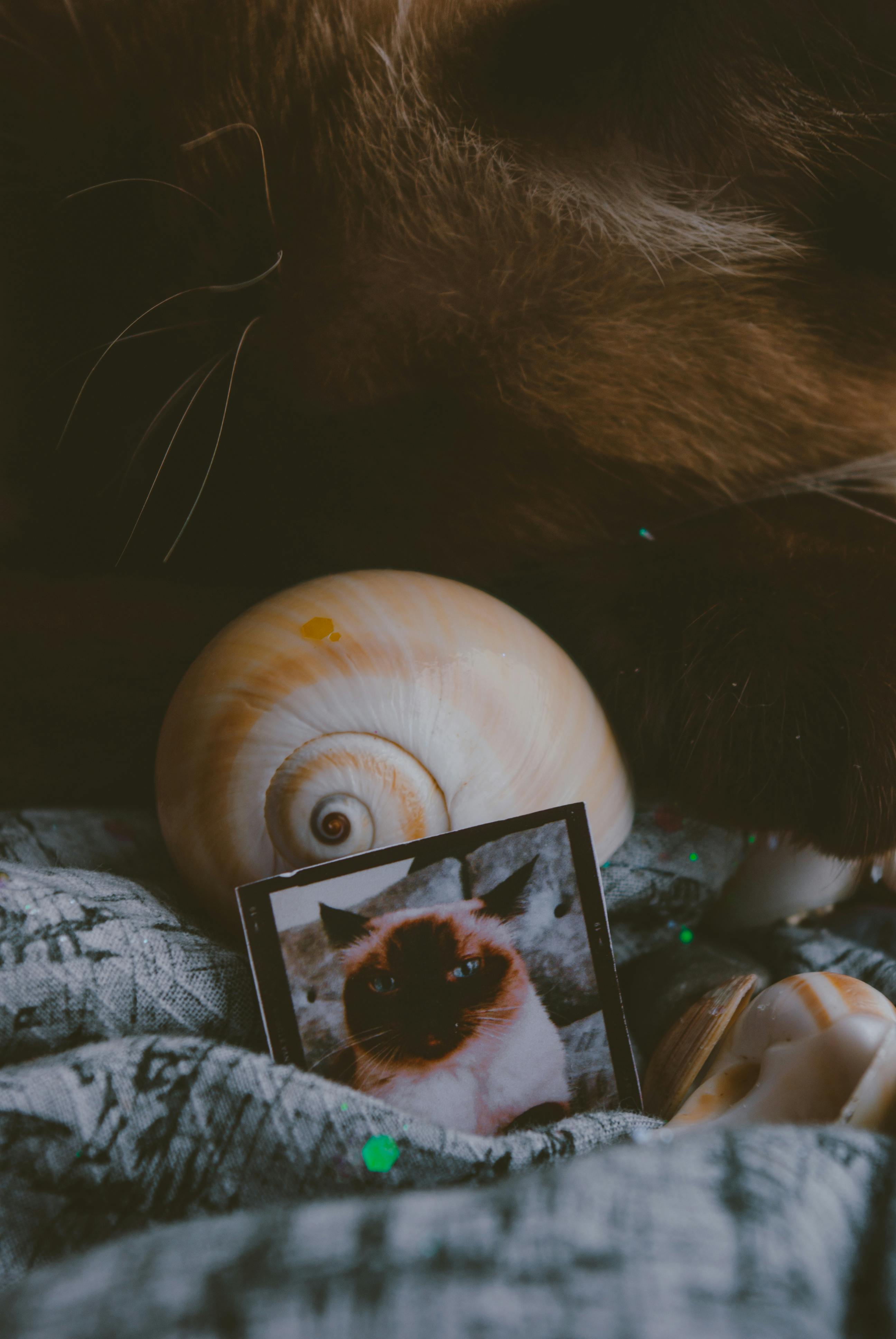 Cat Picture Frame Photos, Download The BEST Free Cat Picture Frame ...