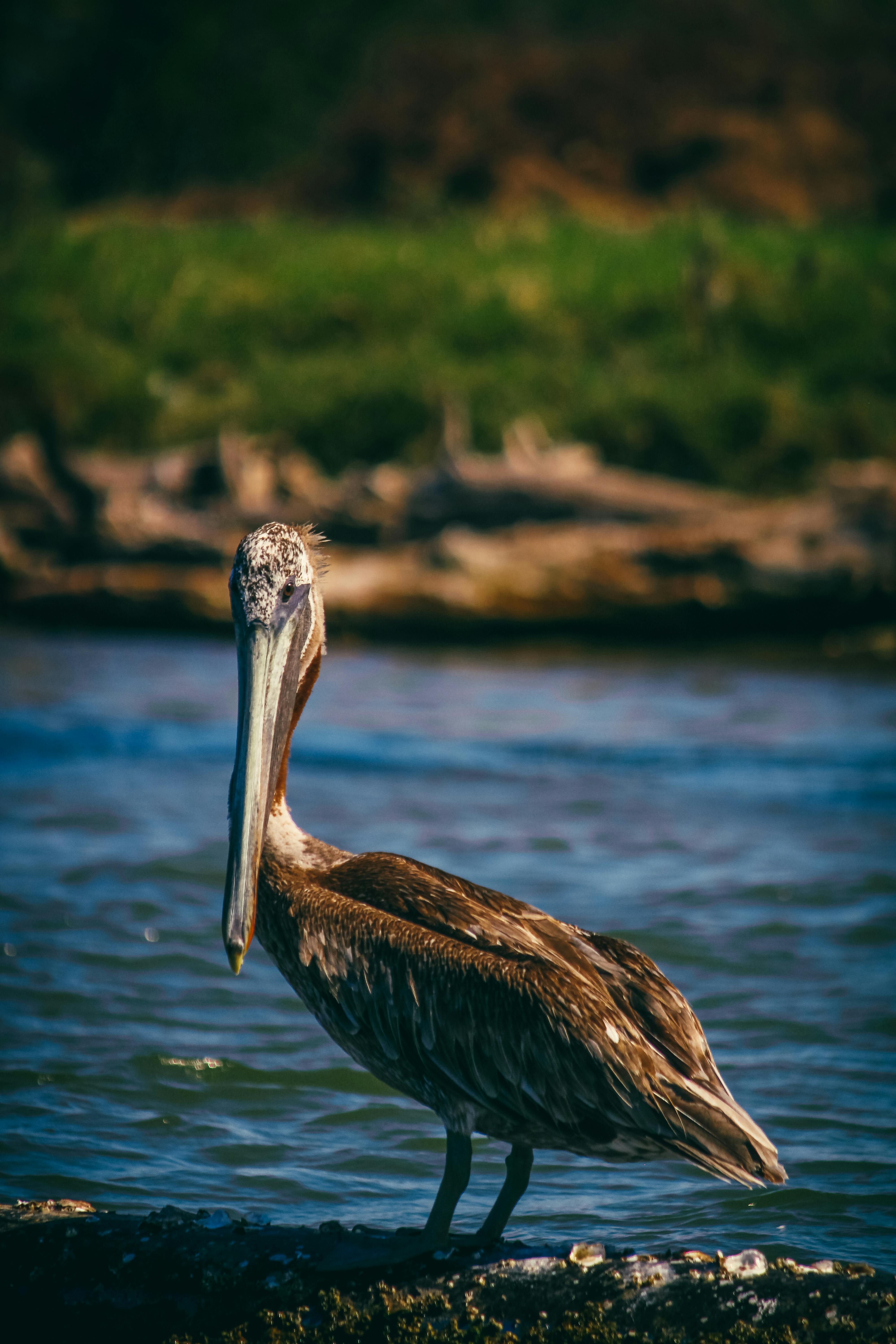 Animated Beach Photos, Download The BEST Free Animated Beach Stock ...