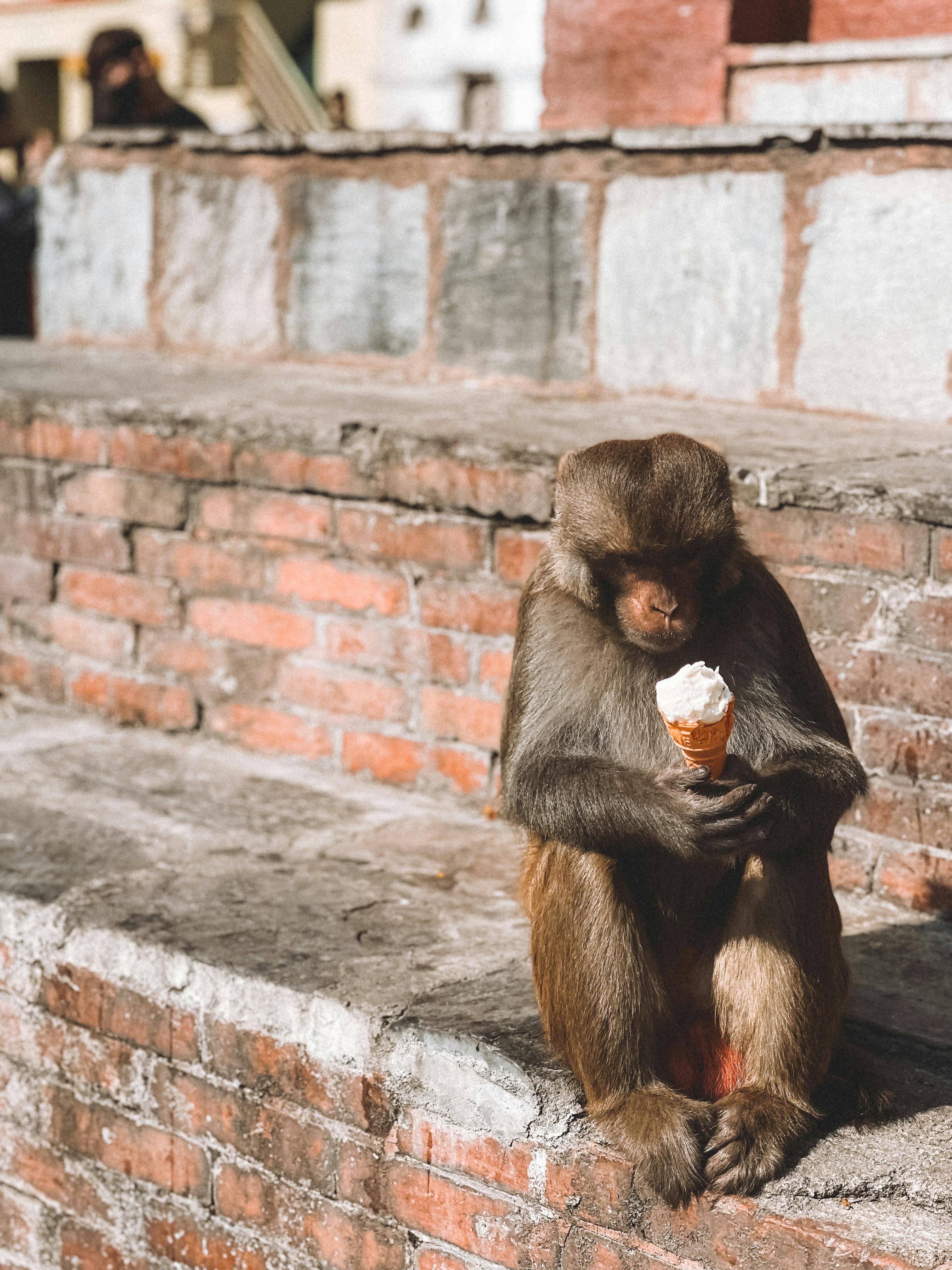 Monkey Eating Ice Cream Sitting on a Brick Wall · Free Stock Photo