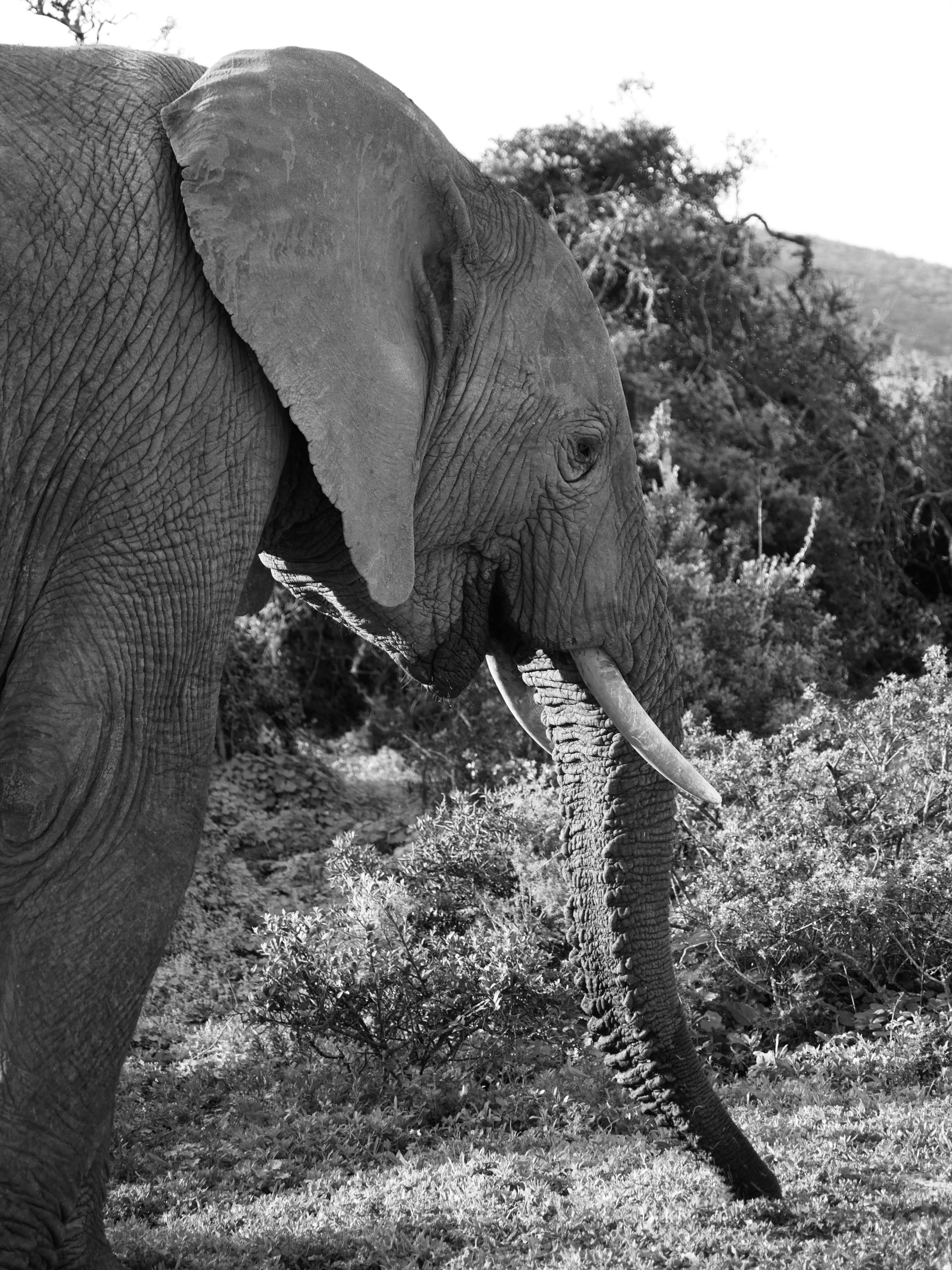 Elephant Kerala Photos, Download The BEST Free Elephant Kerala Stock ...