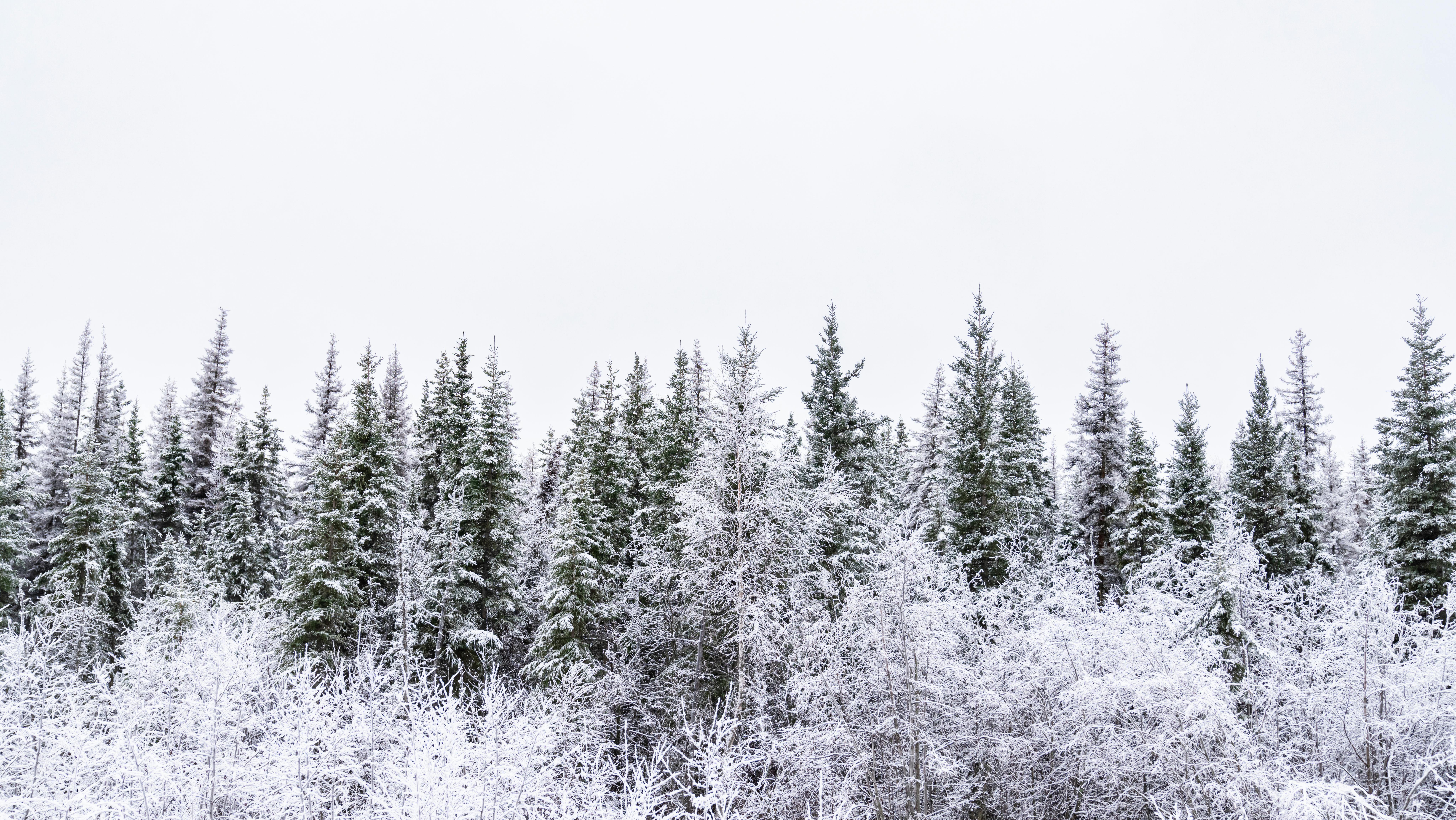 Snowy Forest Landscape · Free Stock Photo