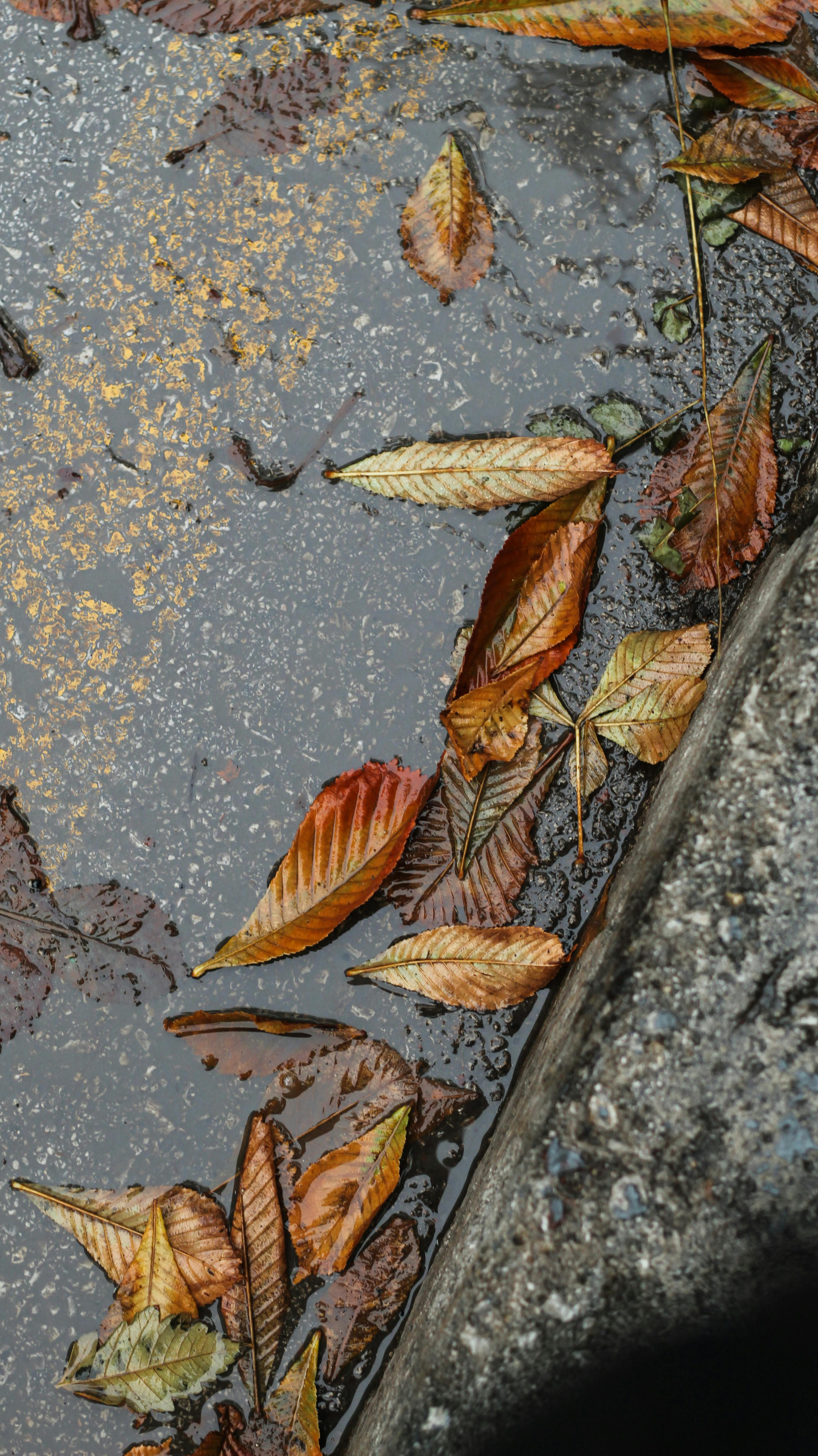 Brown Autumn Leaves in a Puddle · Free Stock Photo