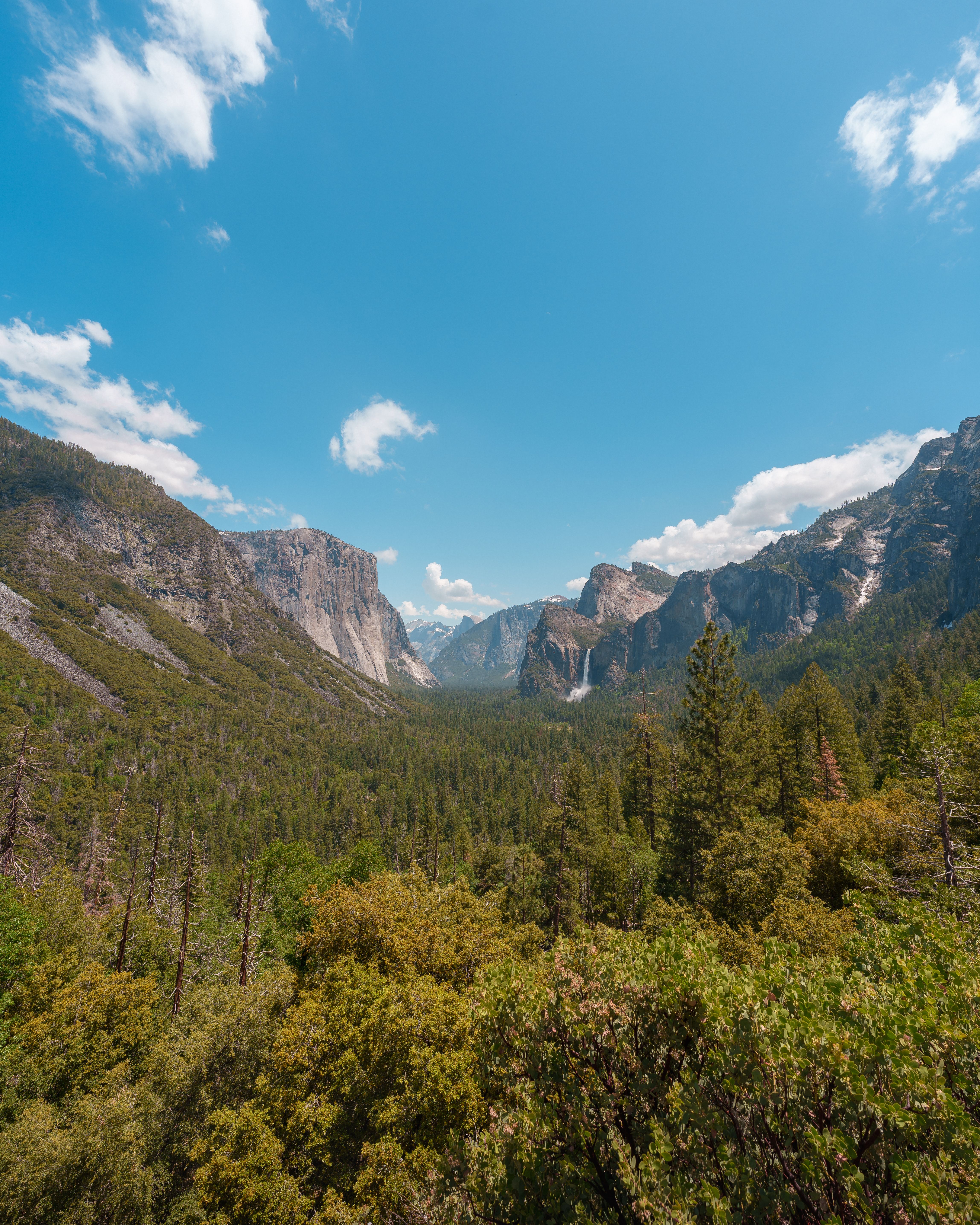 Green Forest in Valley · Free Stock Photo