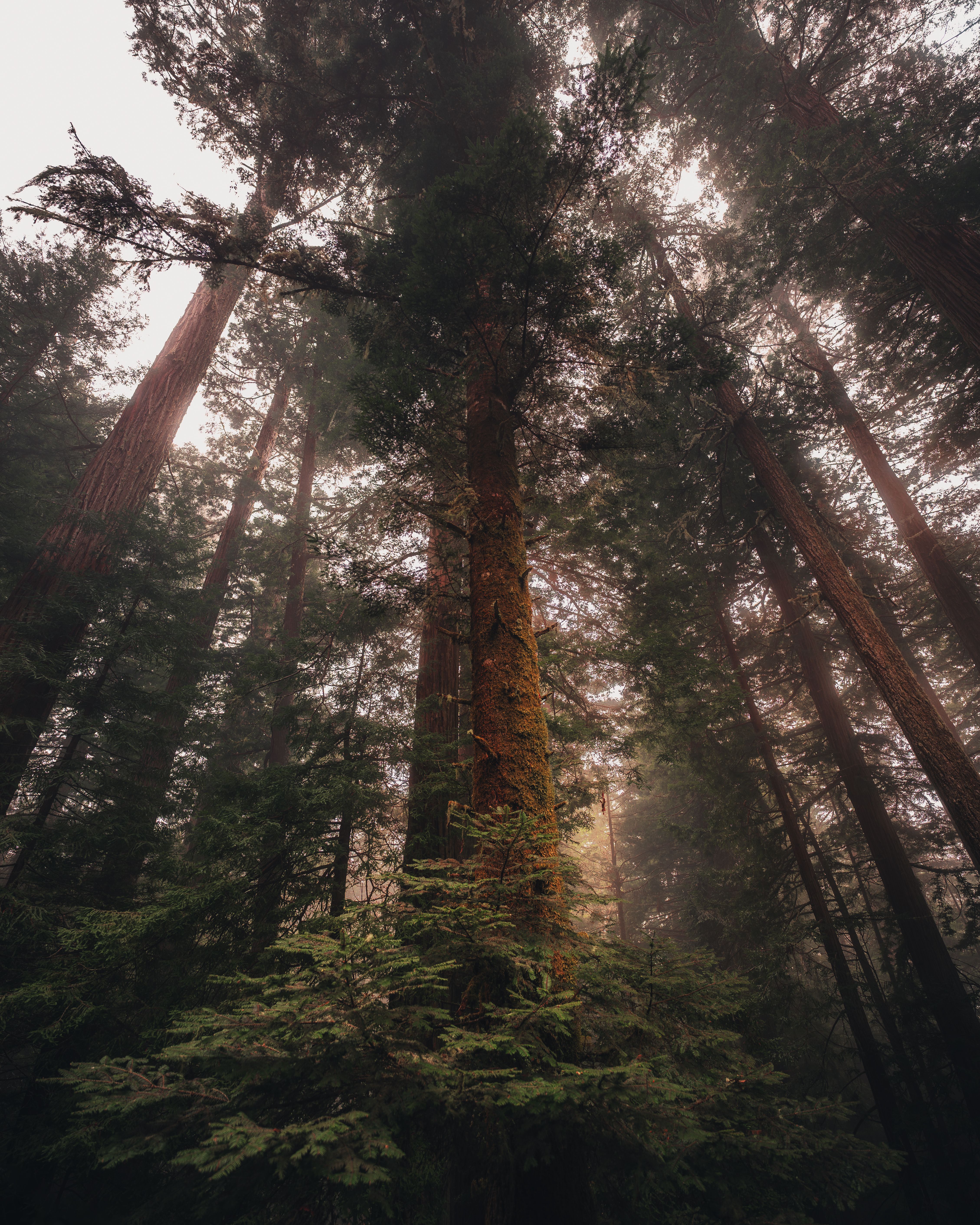 Moody Forest · Free Stock Photo