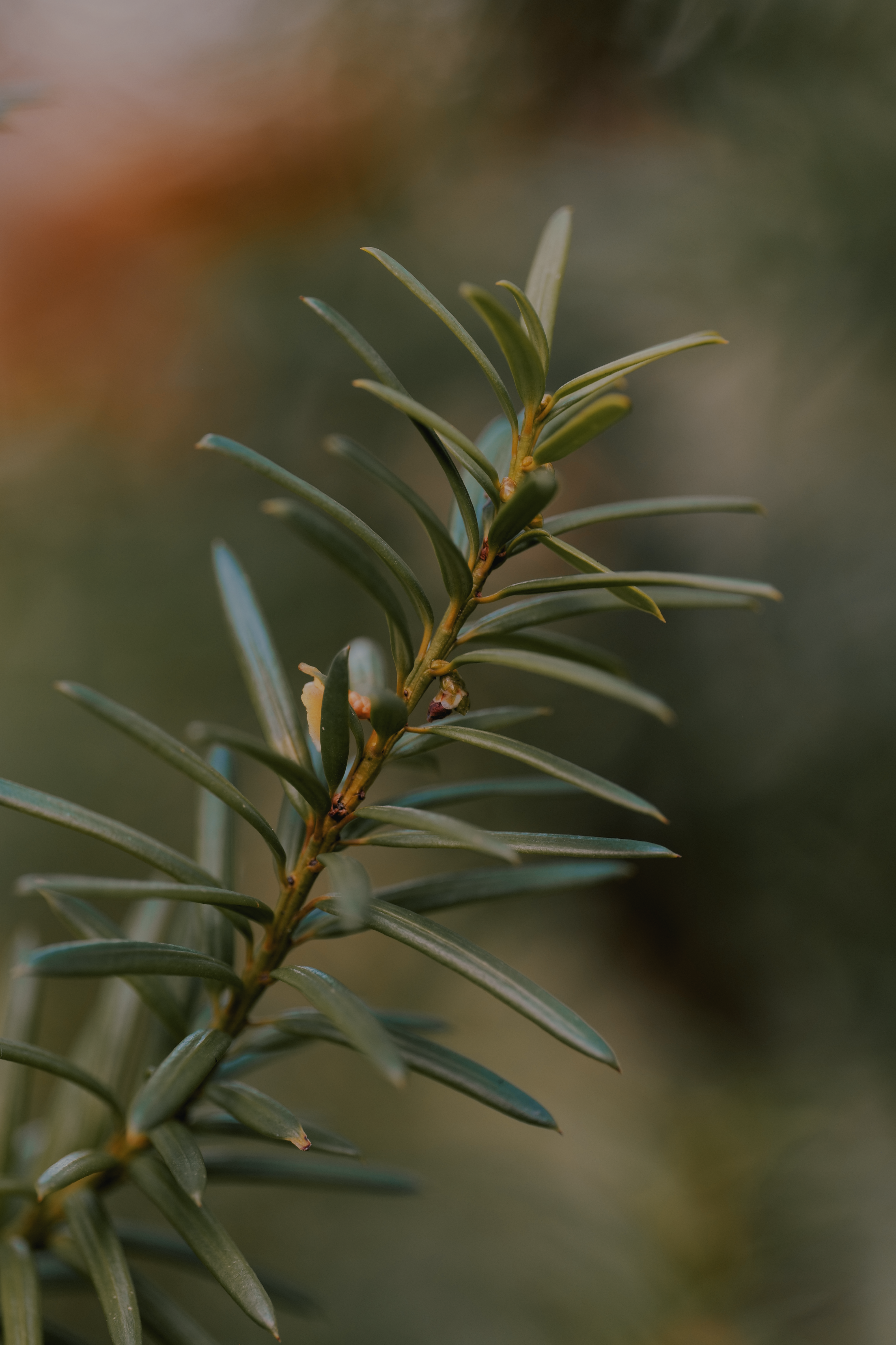 Needles on Branch · Free Stock Photo