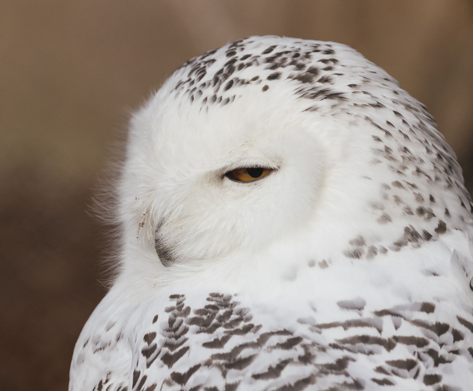 Snowy Owl Photos, Download The BEST Free Snowy Owl Stock Photos & HD Images