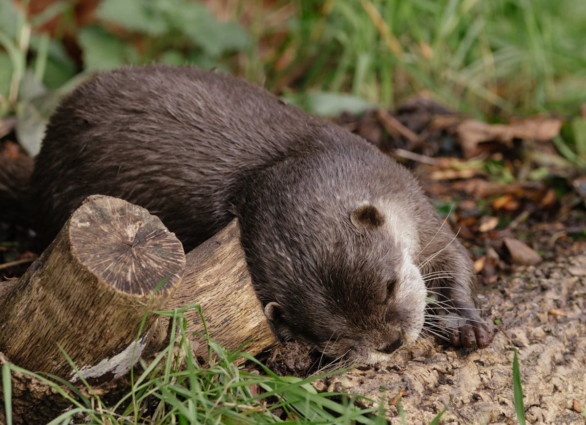 Otter Photos, Download The BEST Free Otter Stock Photos & HD Images
