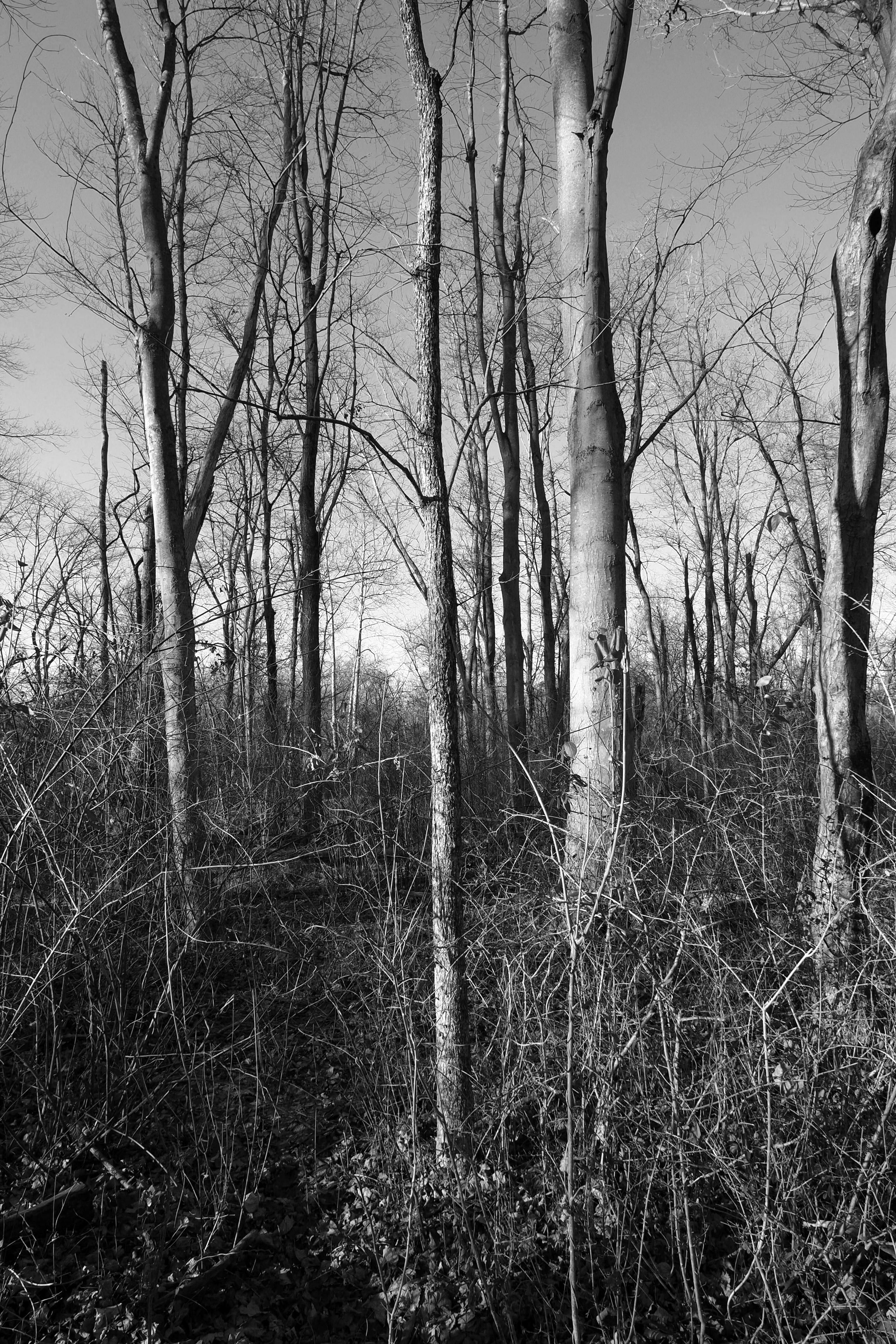 Black and White Photo of a Forest in Winter · Free Stock Photo