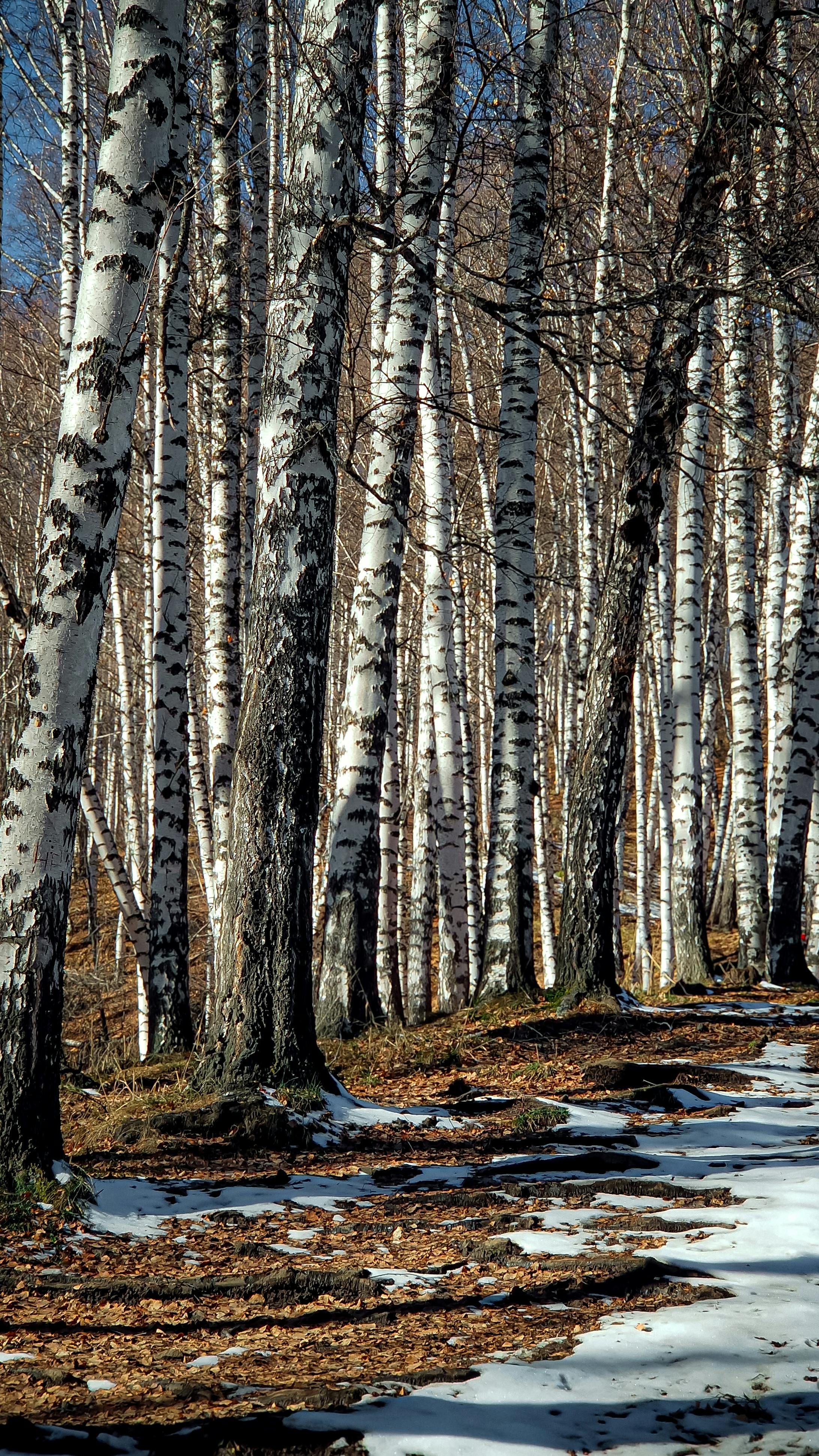 Birch Tree Photography · Free Stock Photo