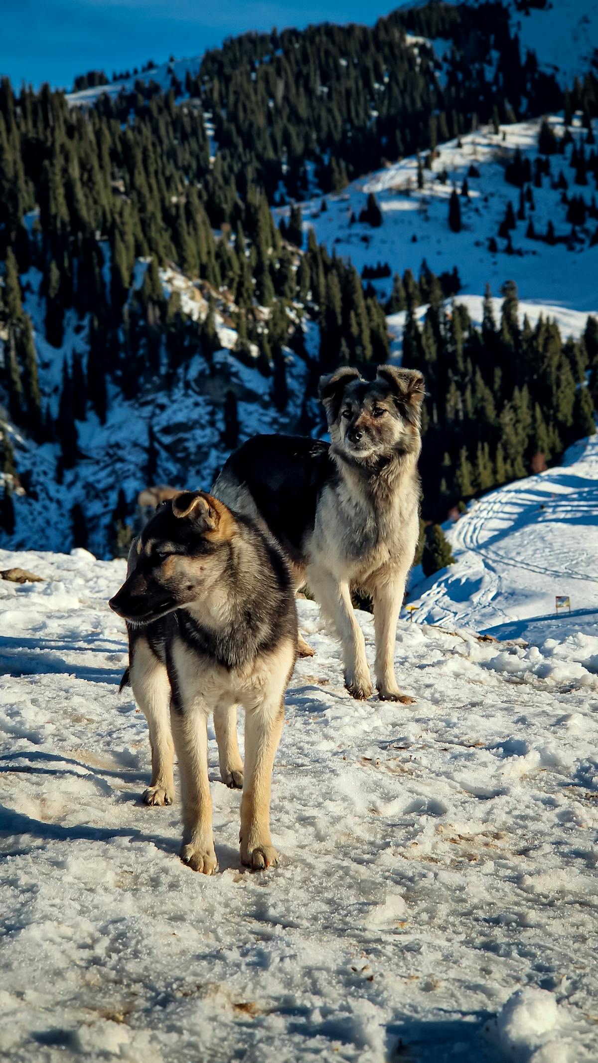 98 X 98 Dogs Photos, Download The BEST Free 98 X 98 Dogs Stock Photos ...