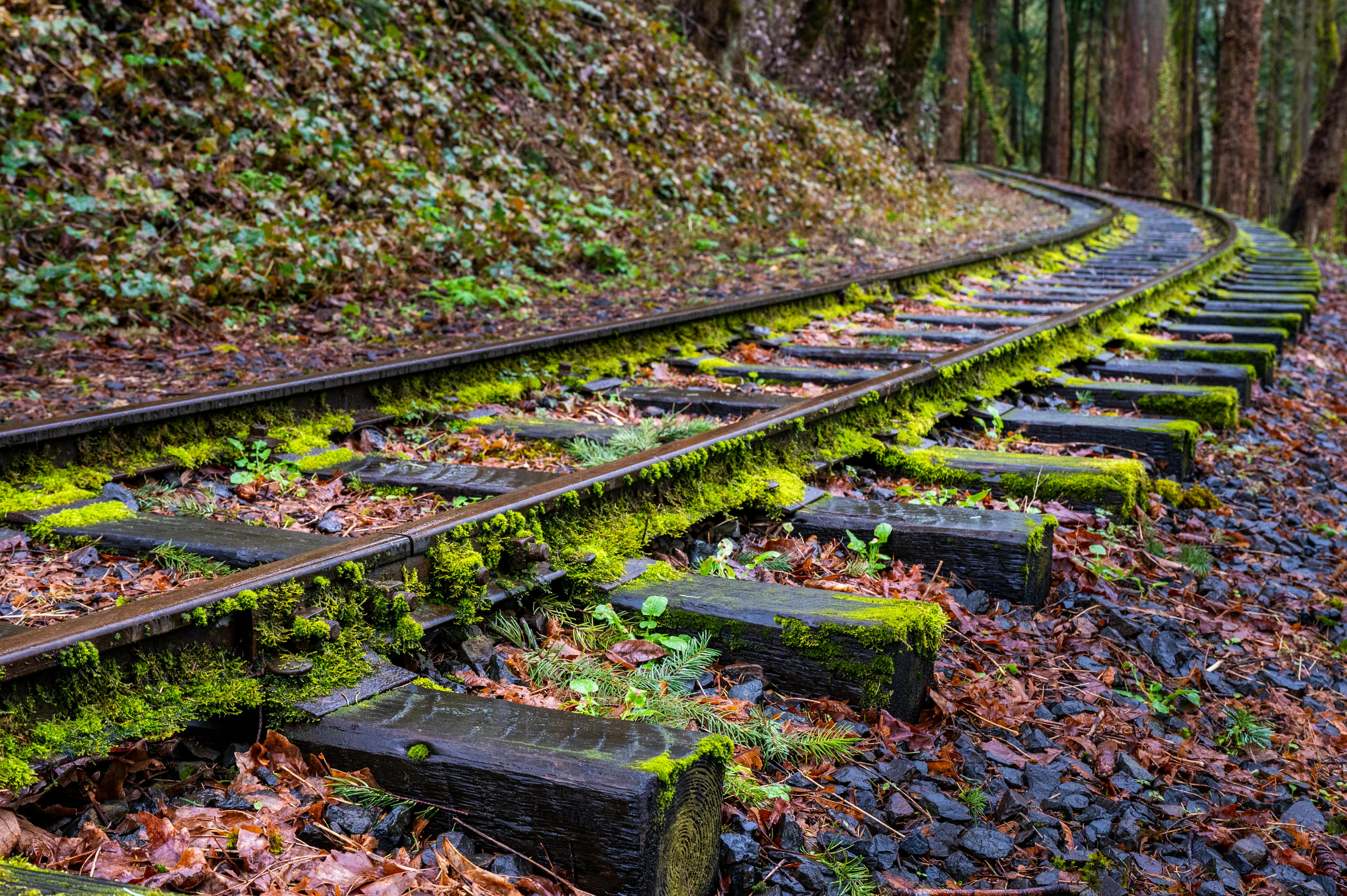 Forest Railroad Photos, Download The BEST Free Forest Railroad Stock ...
