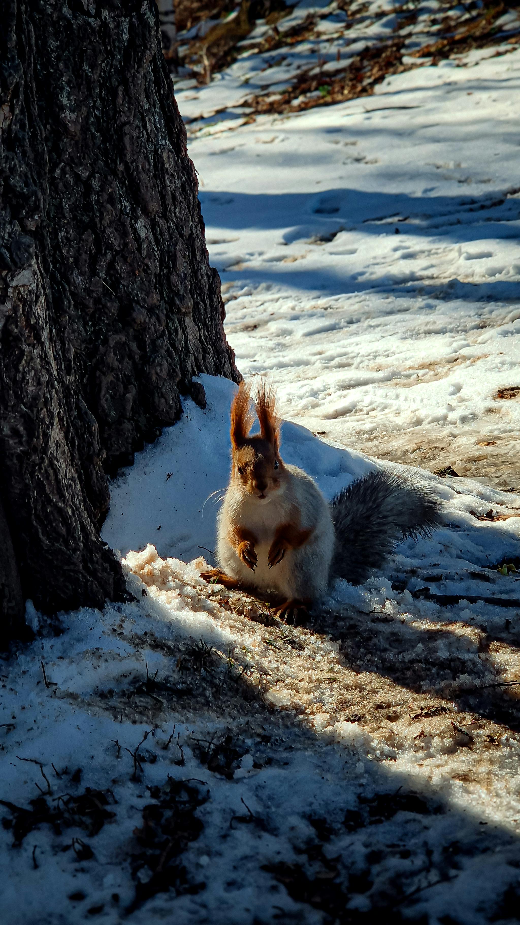 Squirrel in Snowy Scenery · Free Stock Photo
