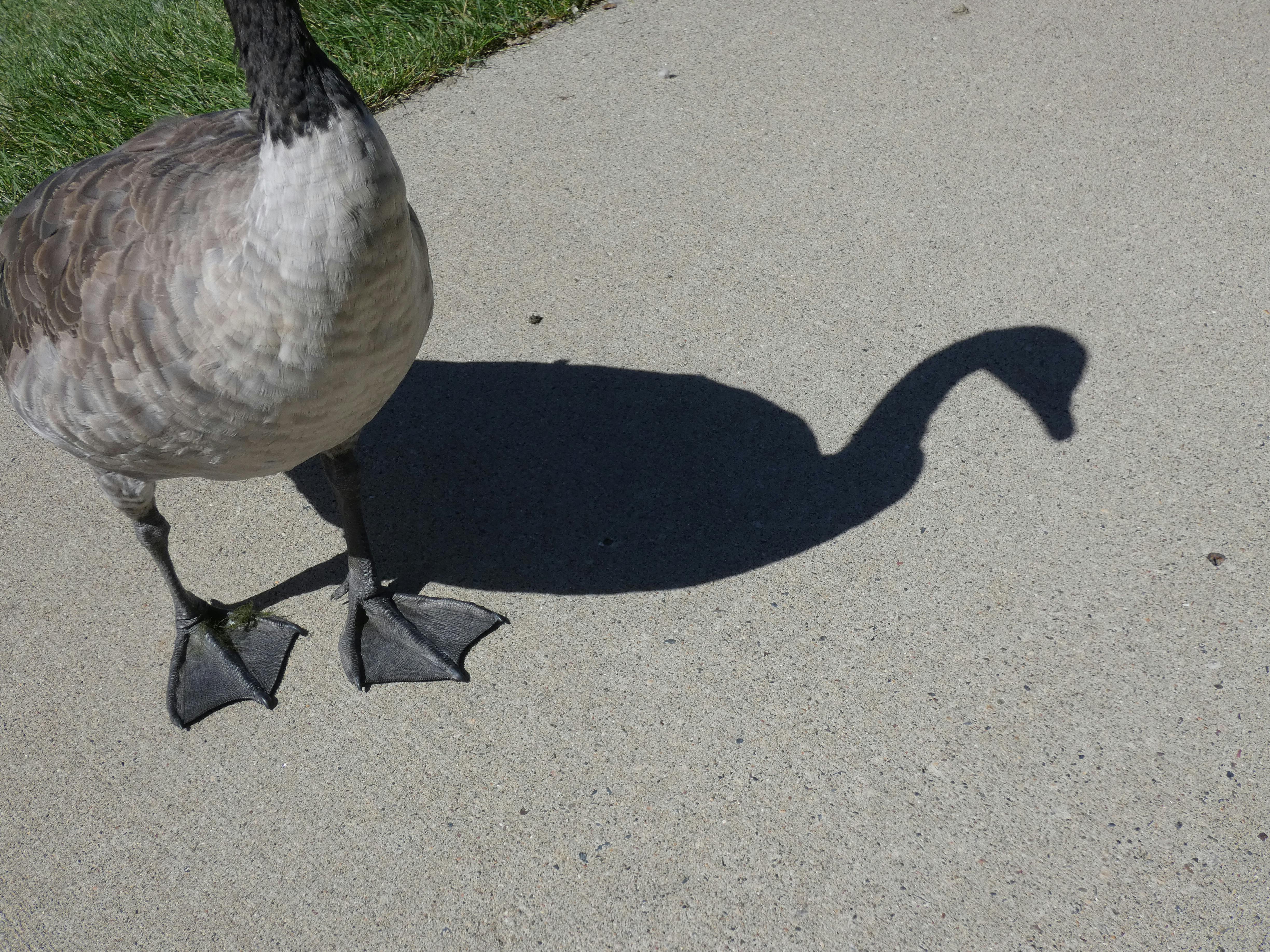 Shadow of Goose on Pavement · Free Stock Photo