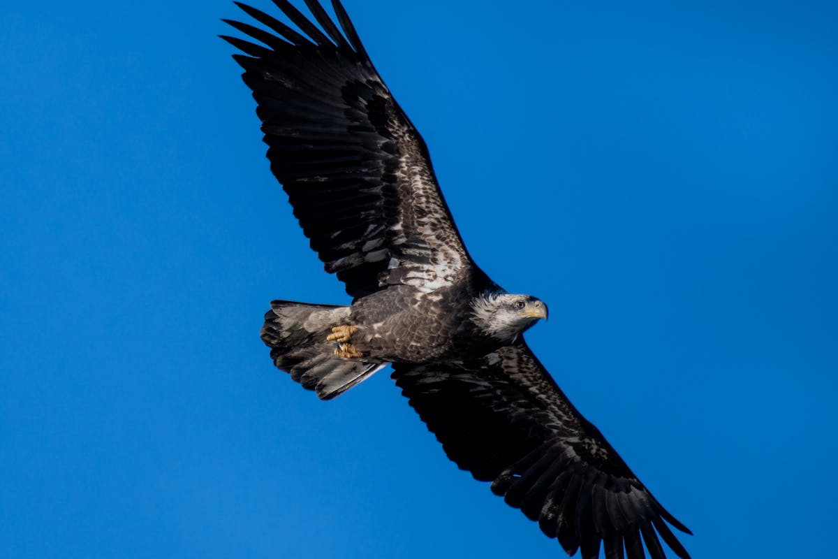 Free Eagle Photos, Download The BEST Free Free Eagle Stock Photos & HD ...