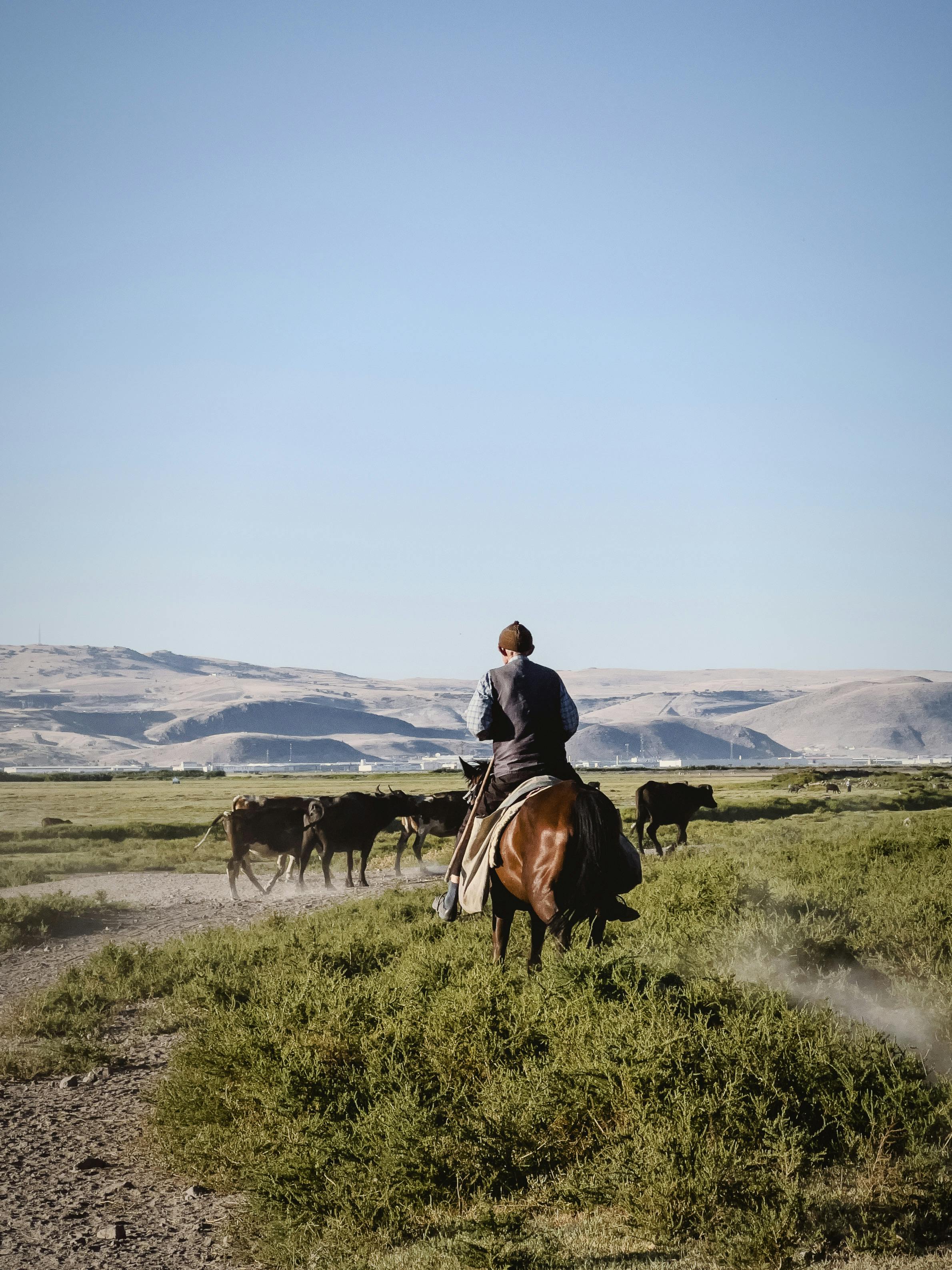 Cowboy with Cattle · Free Stock Photo